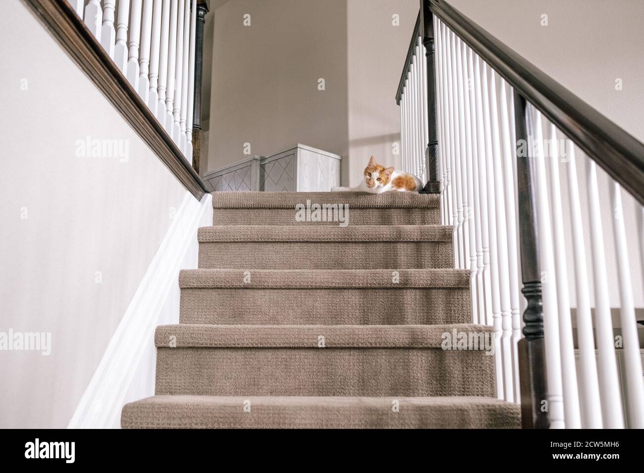pull back of a cat laying at the top of a stair case Stock Photo - Alamy