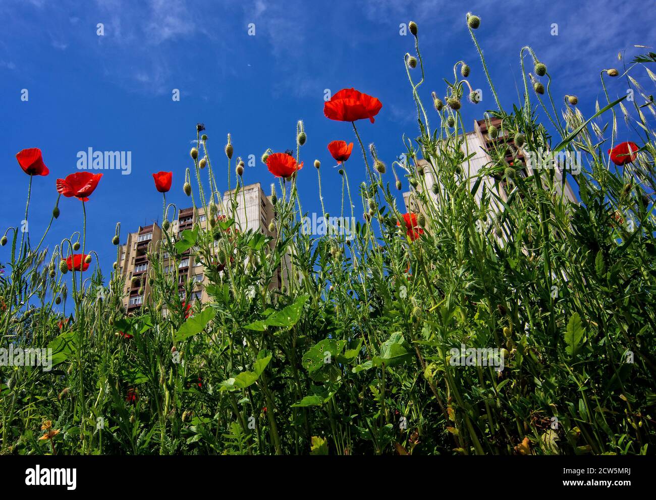Poppy flowers field hi-res stock photography and images - Alamy