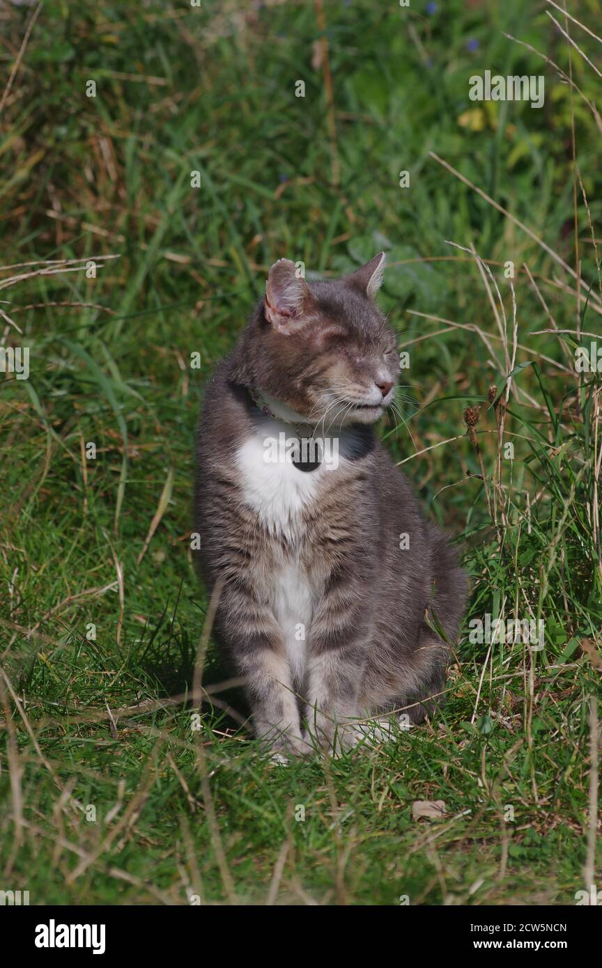 One-eye cat in garden Stock Photo - Alamy