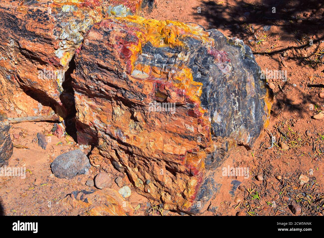 Petrified Wood close up, colorful shades of red, orange, purple, yellow ...