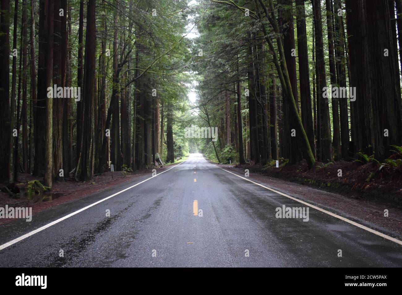 Long road surrounded by the tall trees in the creepy park Stock Photo ...