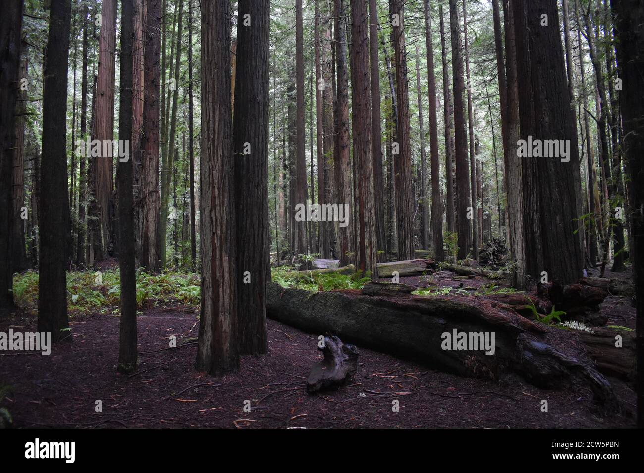 Tall trees in the creepy and haunting forest - great for wallpapers ...