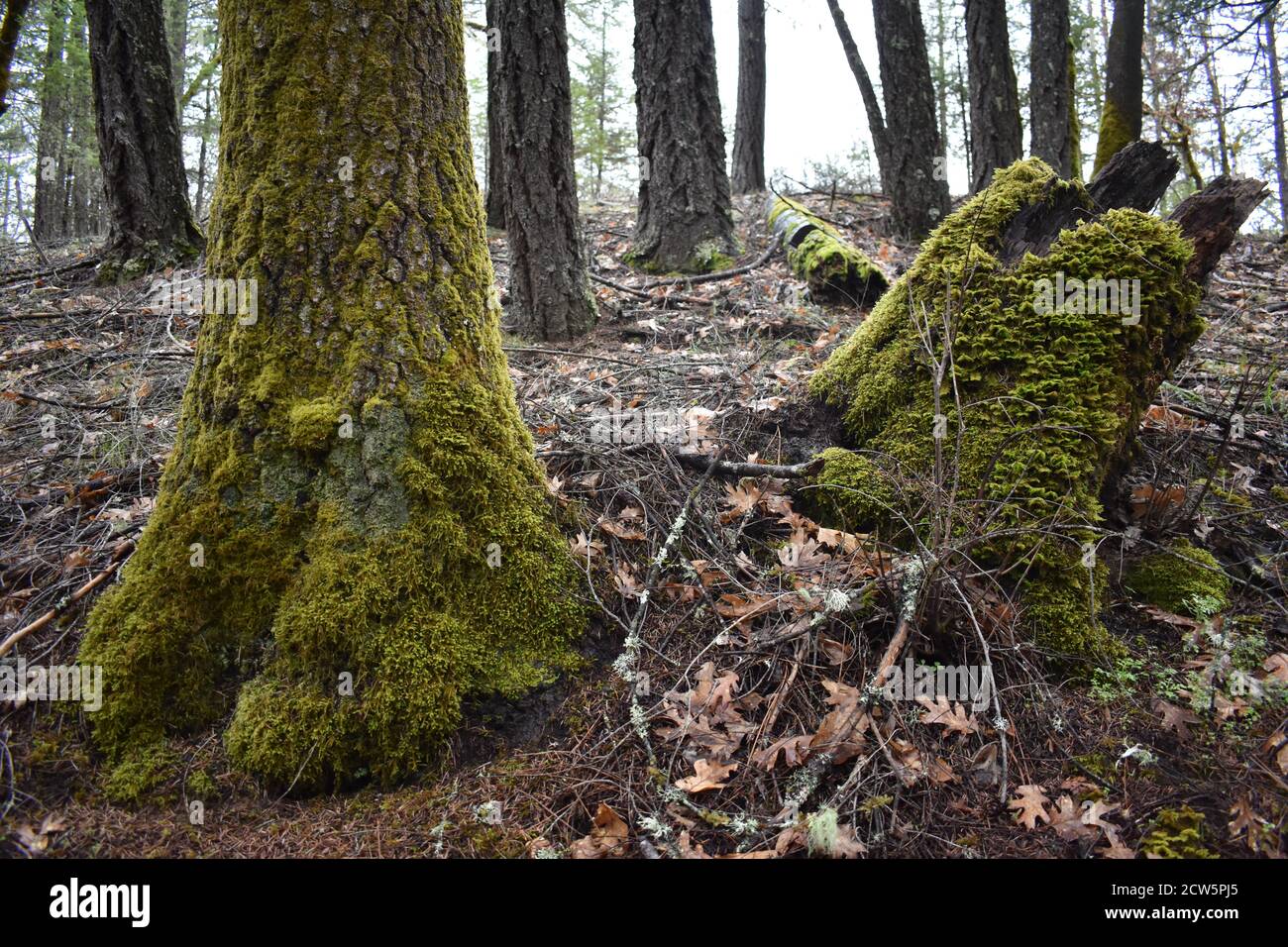 Old trees covered in moss in the forest - great for wallpapers Stock ...