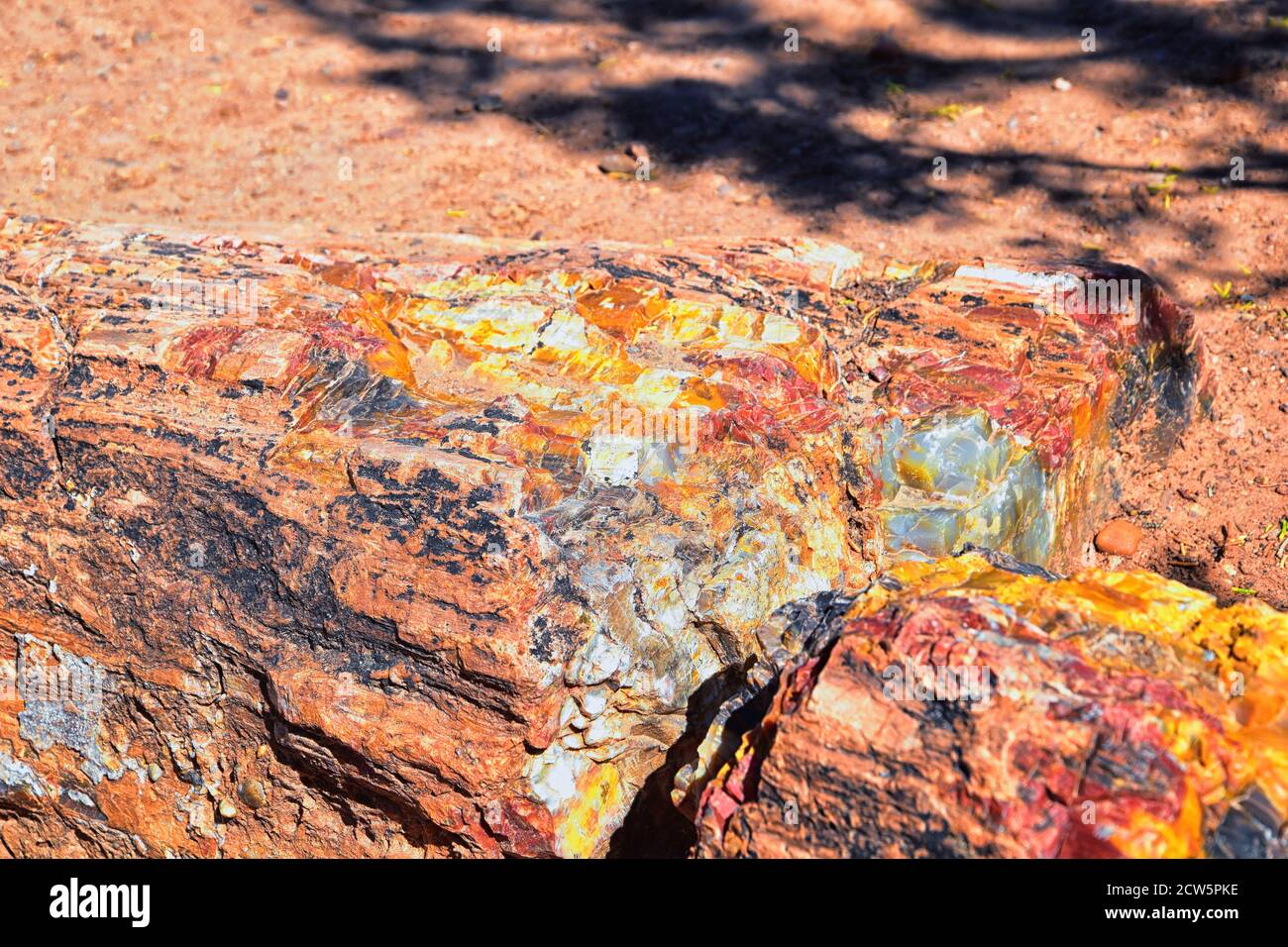 Petrified Wood close up, colorful shades of red, orange, purple, yellow ...