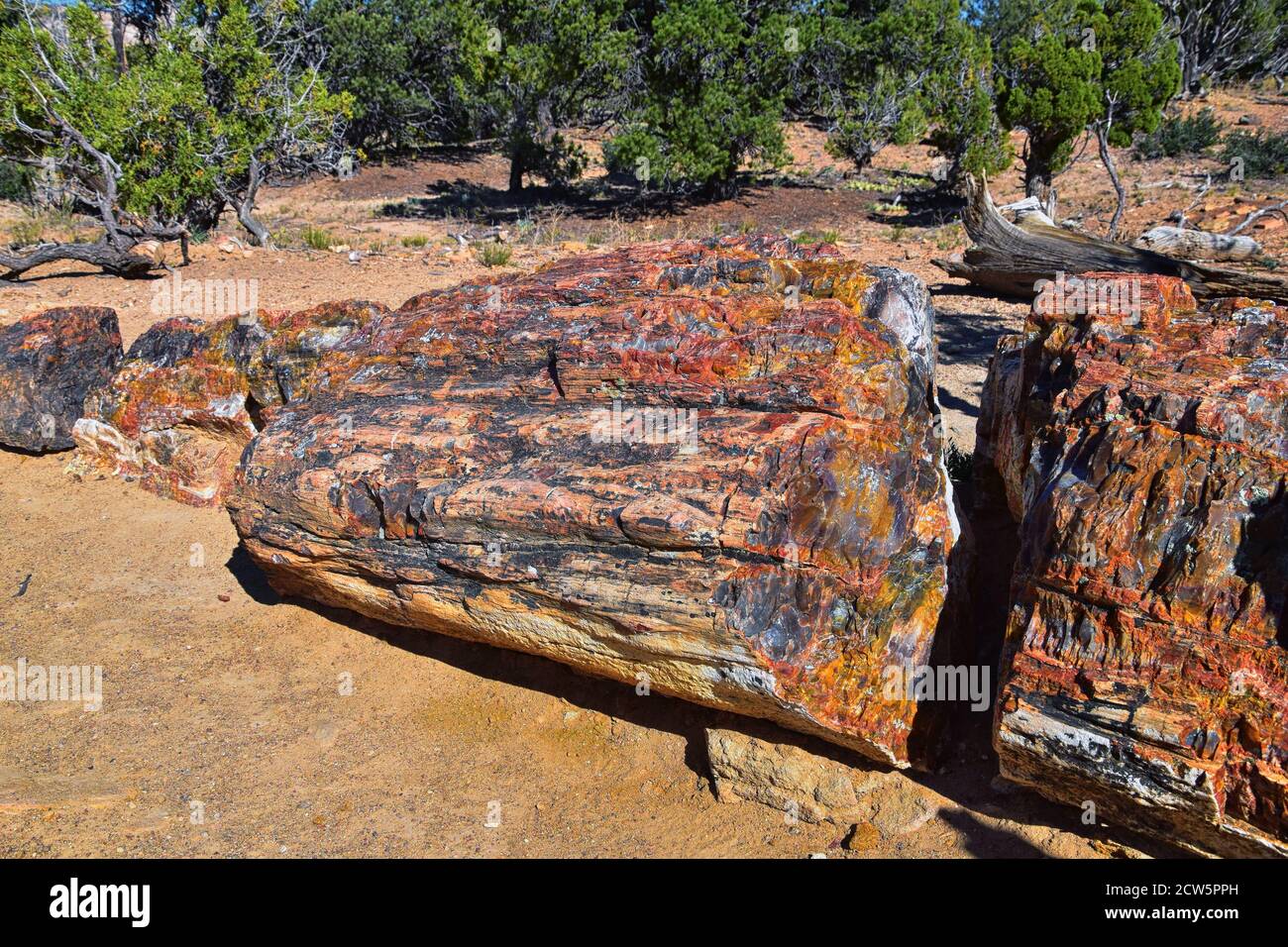 Petrified Wood close up, colorful shades of red, orange, purple, yellow ...