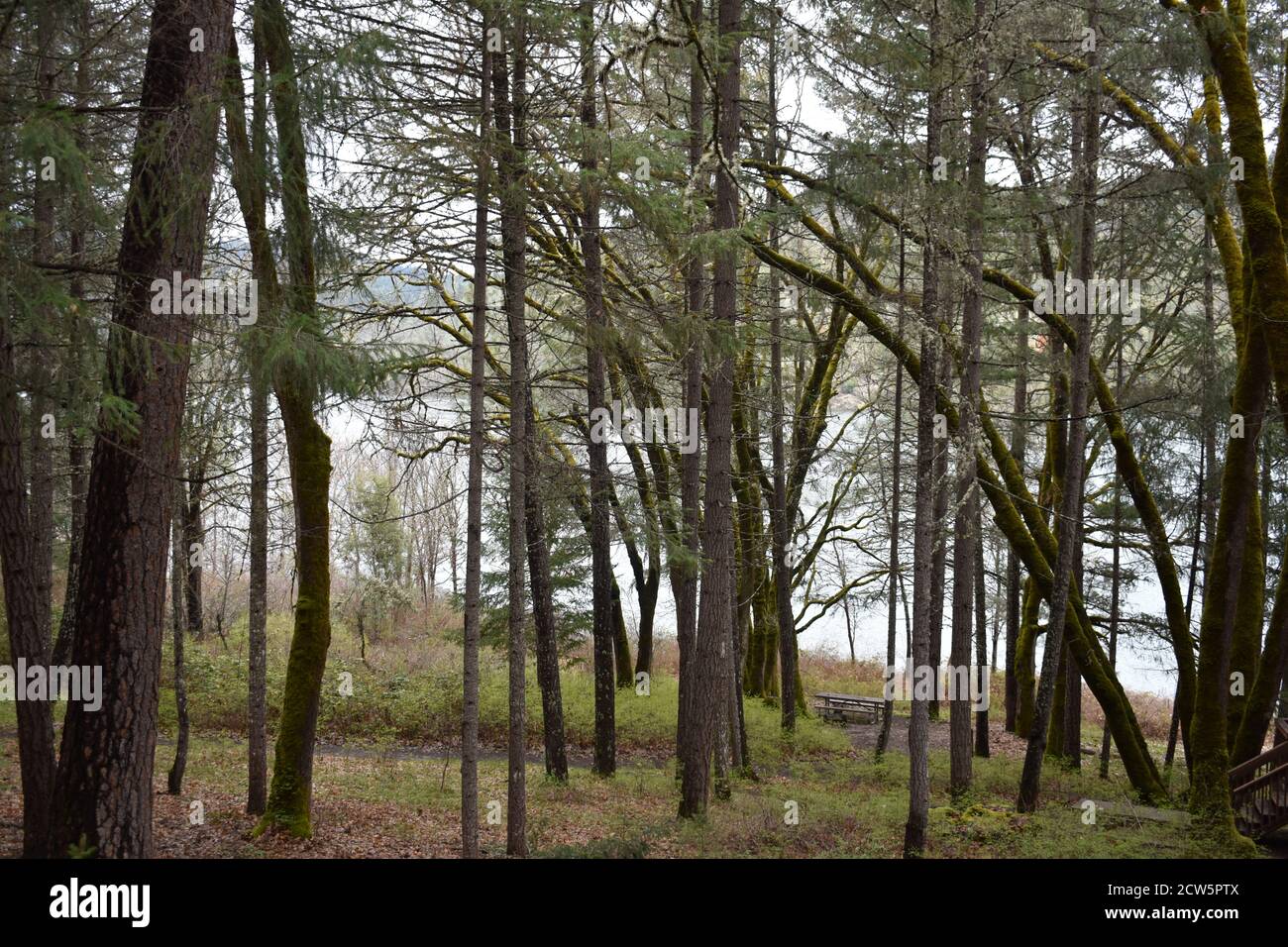 Beautiful tall trees in the forest - great for wallpapers Stock Photo ...