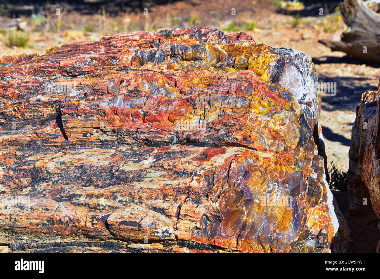 Petrified Wood close up, colorful shades of red, orange, purple, yellow ...
