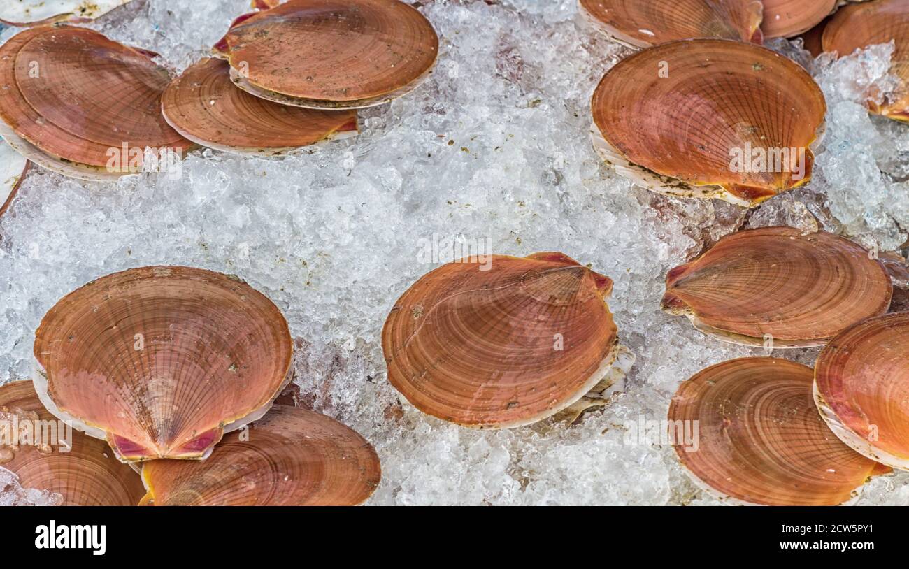 Invertebrate clam fresh water hi-res stock photography and images - Alamy