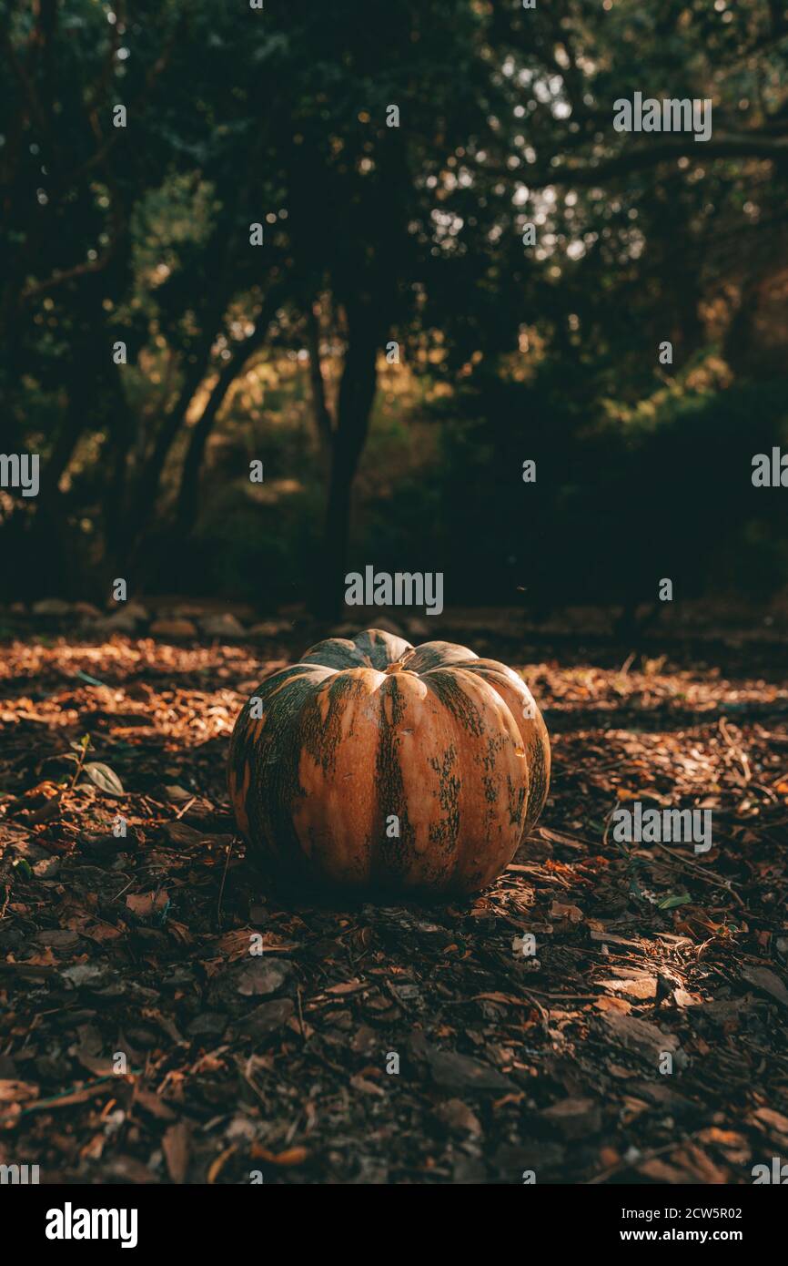 Vertical shot of a pumpkin on an autumn forest floor Stock Photo - Alamy