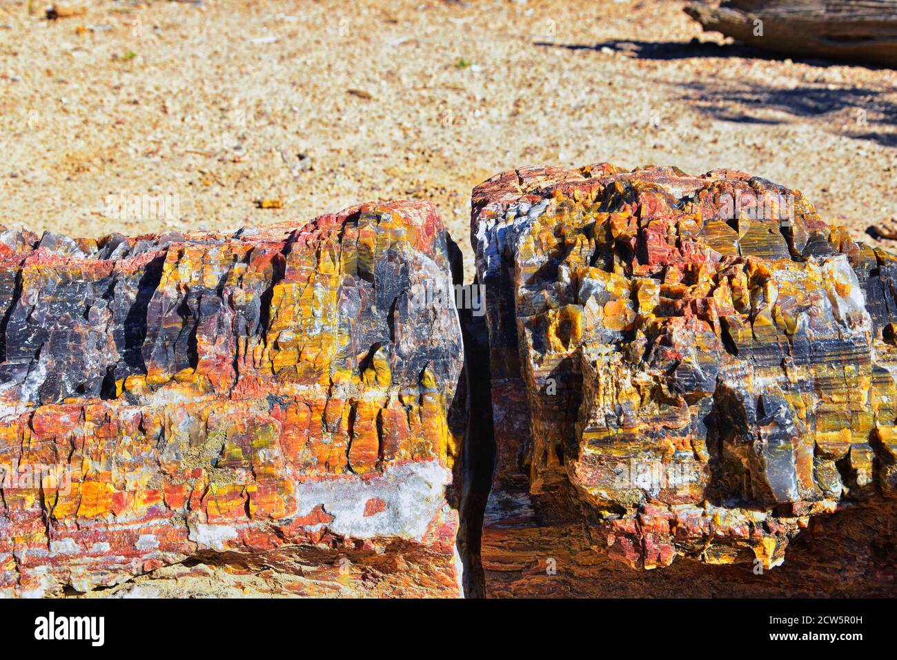 Petrified Wood close up, colorful shades of red, orange, purple, yellow ...