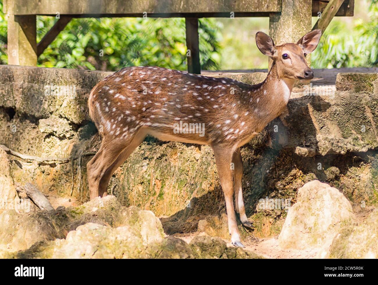 Female sika deer standing hi-res stock photography and images - Alamy