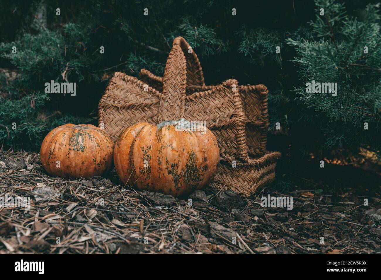 Two pumpkins near a basket on an autumn forest floor Stock Photo - Alamy