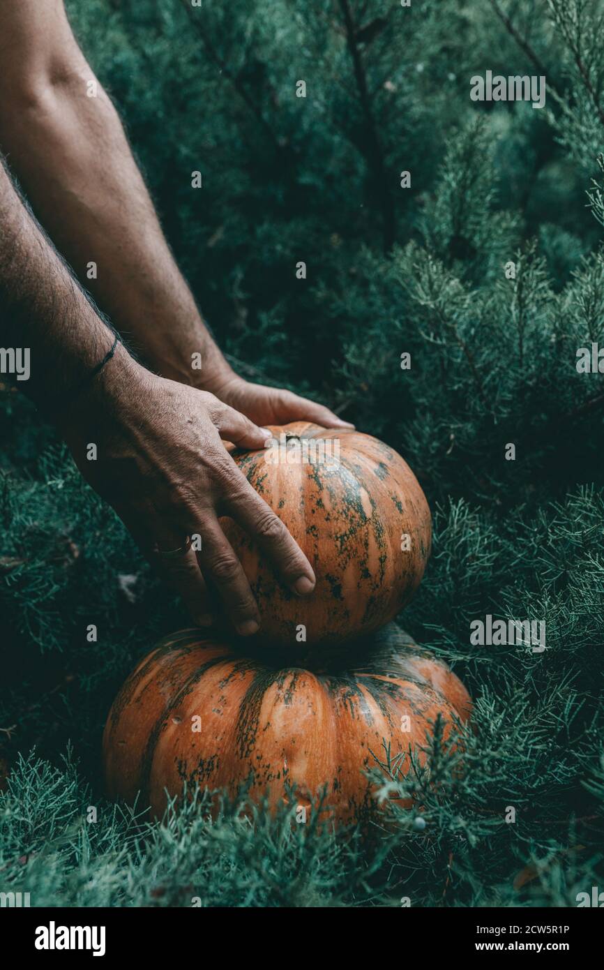 Vertical closeup shot of a hand grabbing a pumpkin from a pine tree ...