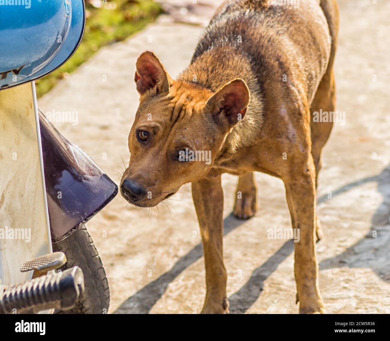 sad red dog near the scooter in a village Stock Photo - Alamy