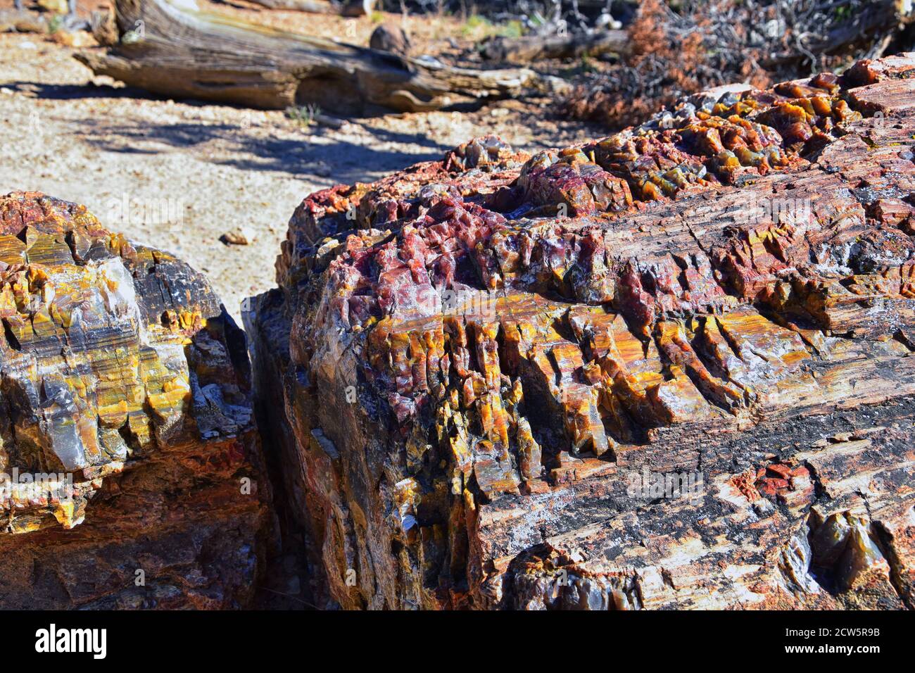 Petrified Wood close up, colorful shades of red, orange, purple, yellow ...