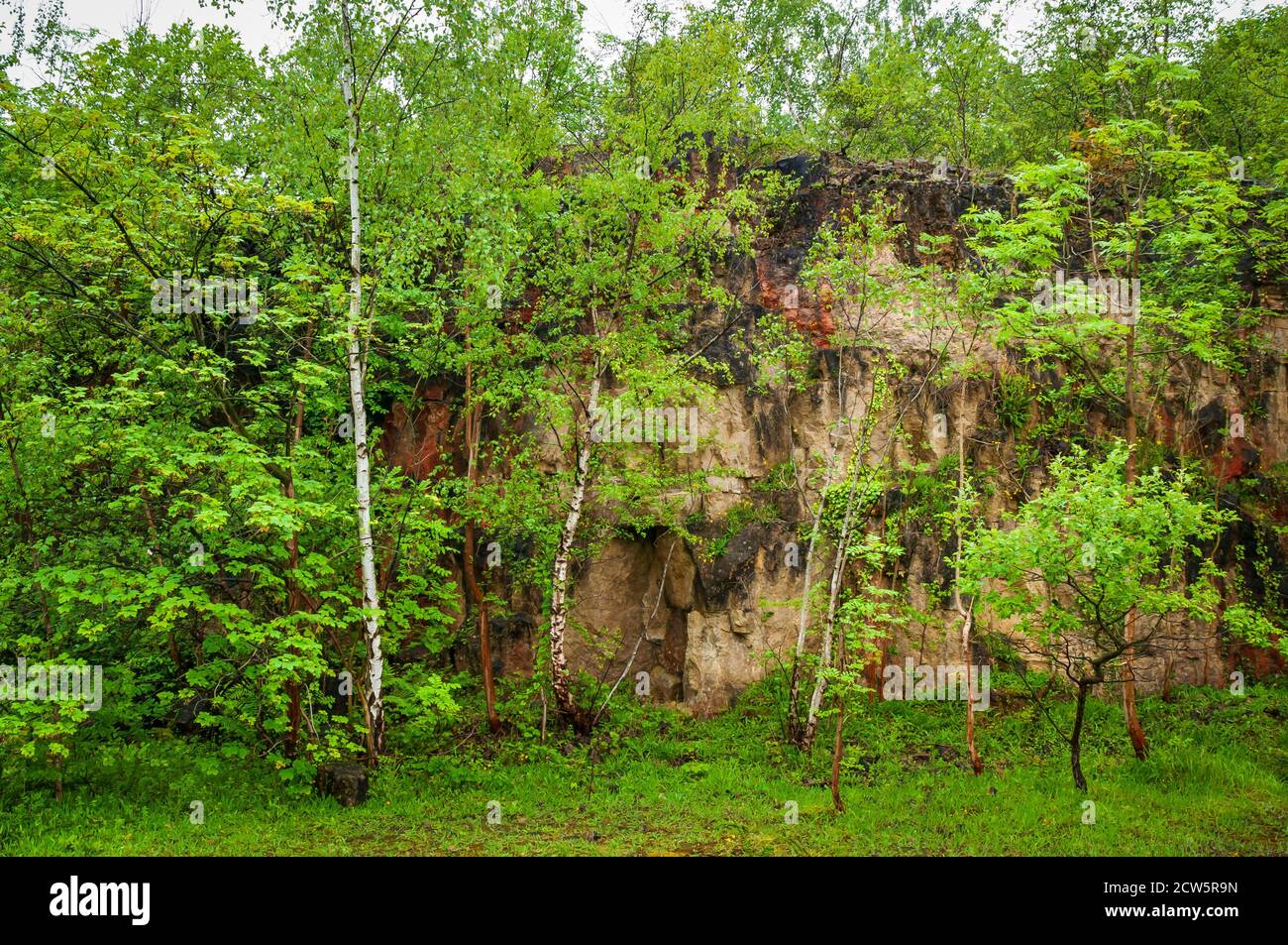 Silver birch and other shrubs at a disused and overgrown Magnesian ...