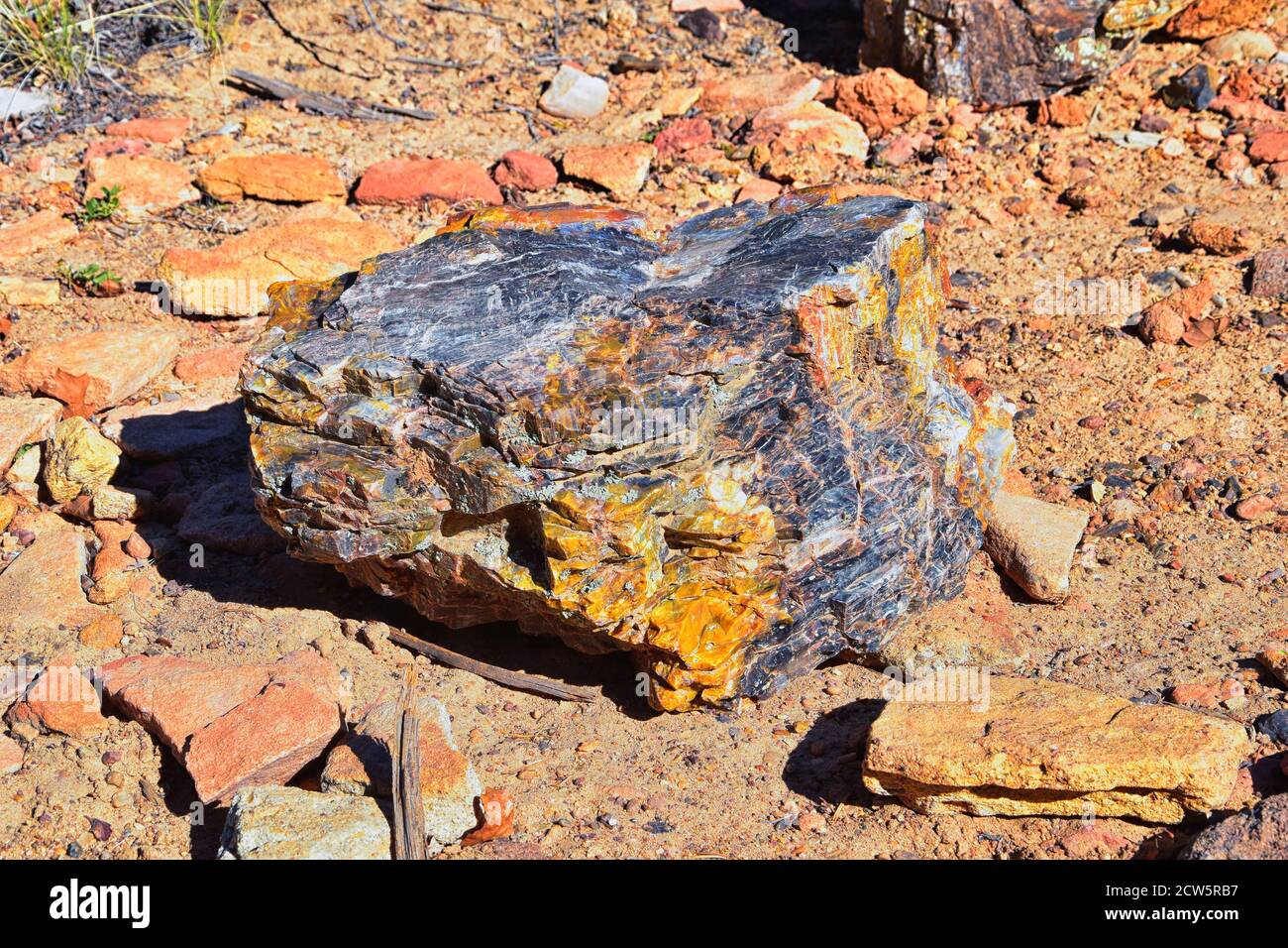 Petrified Wood close up, colorful shades of red, orange, purple, yellow ...