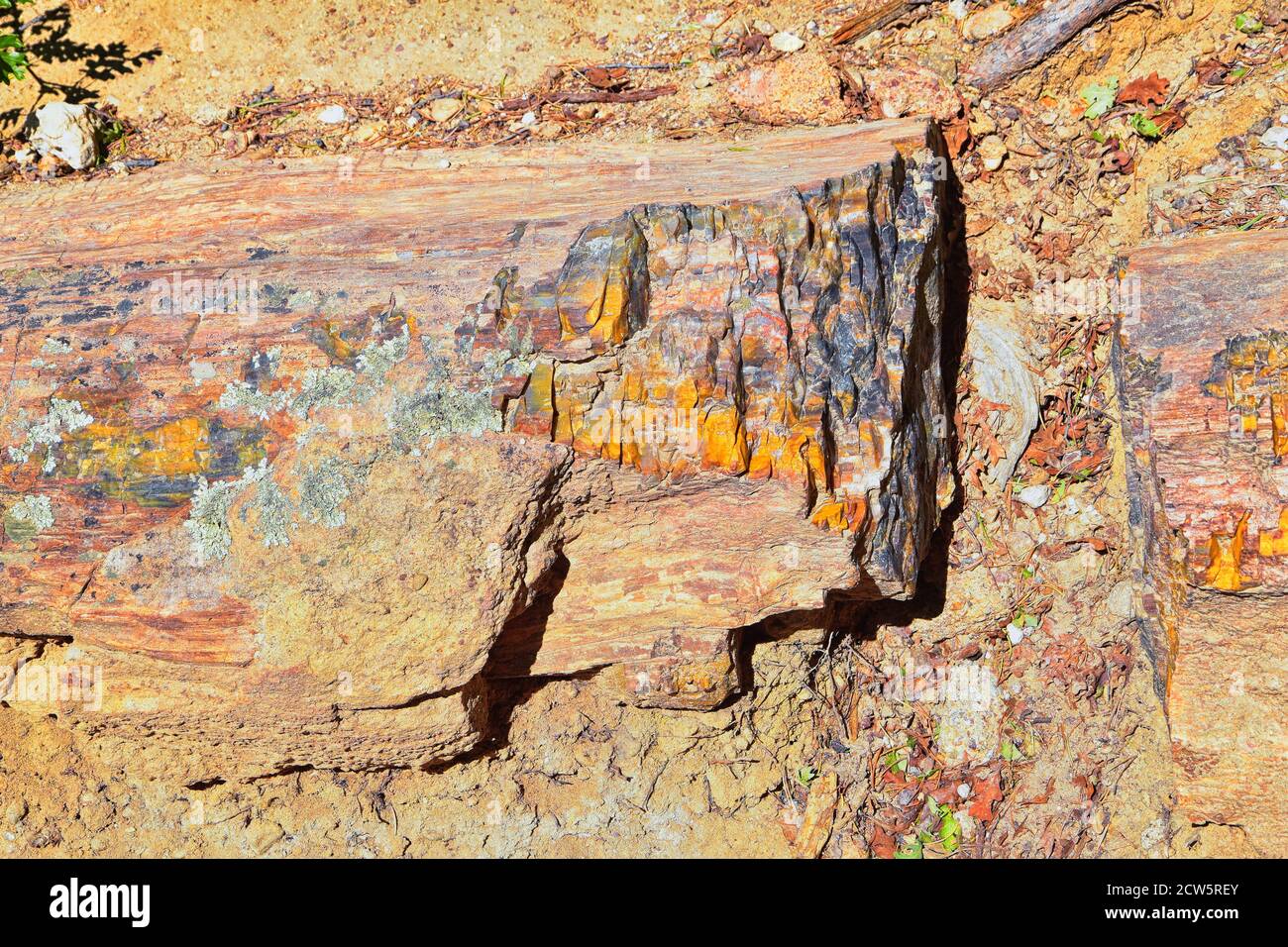 Petrified Wood close up, colorful shades of red, orange, purple, yellow ...