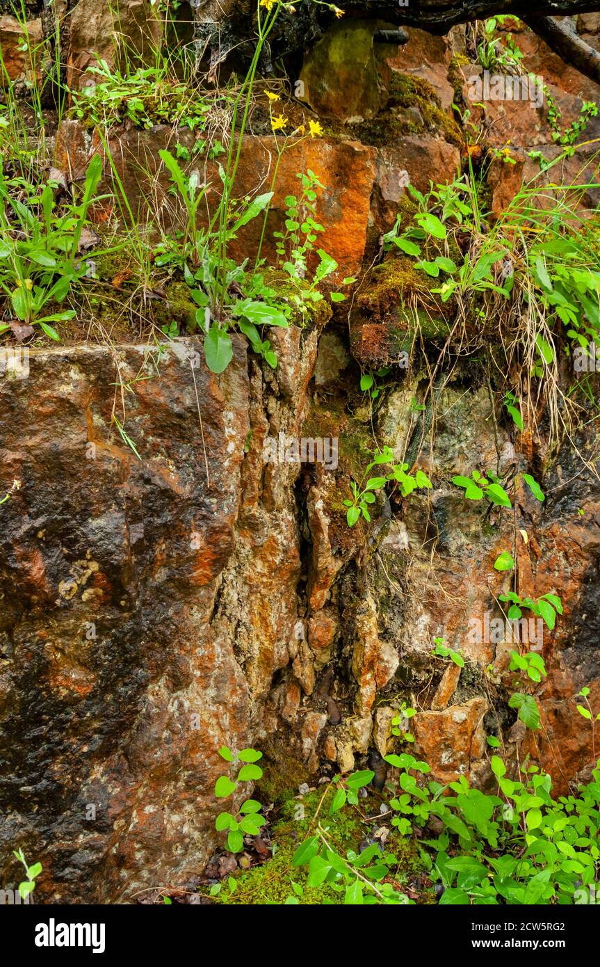 Shrubbery and grass growing in front of a red-stained face at a disused ...