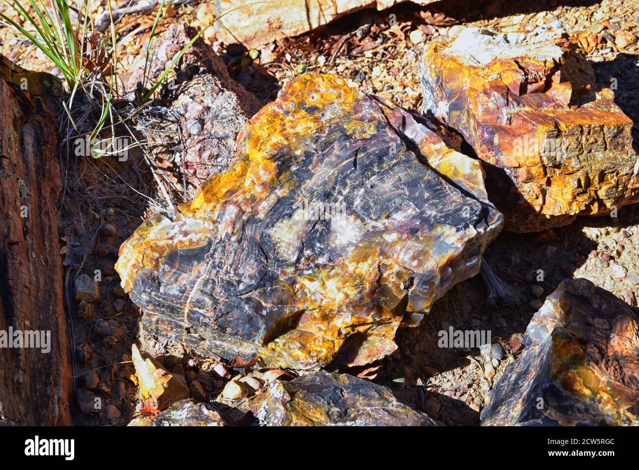 Petrified Wood close up, colorful shades of red, orange, purple, yellow ...