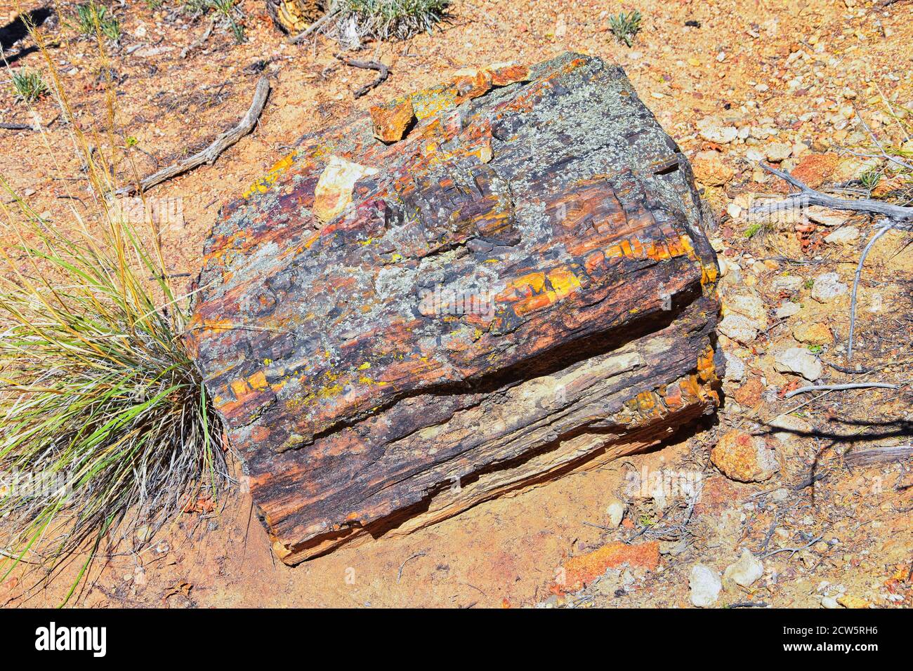 Petrified Wood close up, colorful shades of red, orange, purple, yellow ...