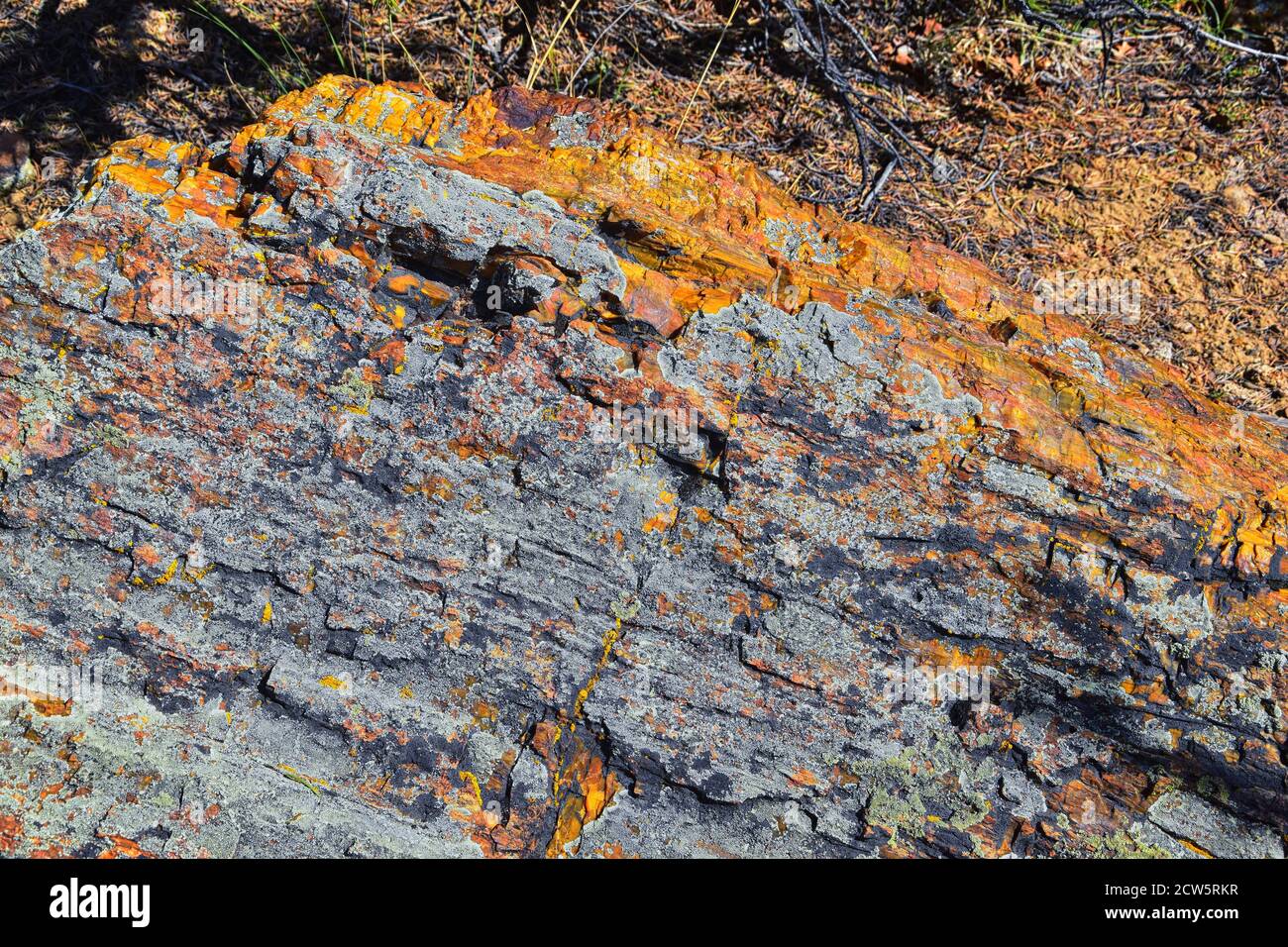 Petrified Wood close up, colorful shades of red, orange, purple, yellow ...