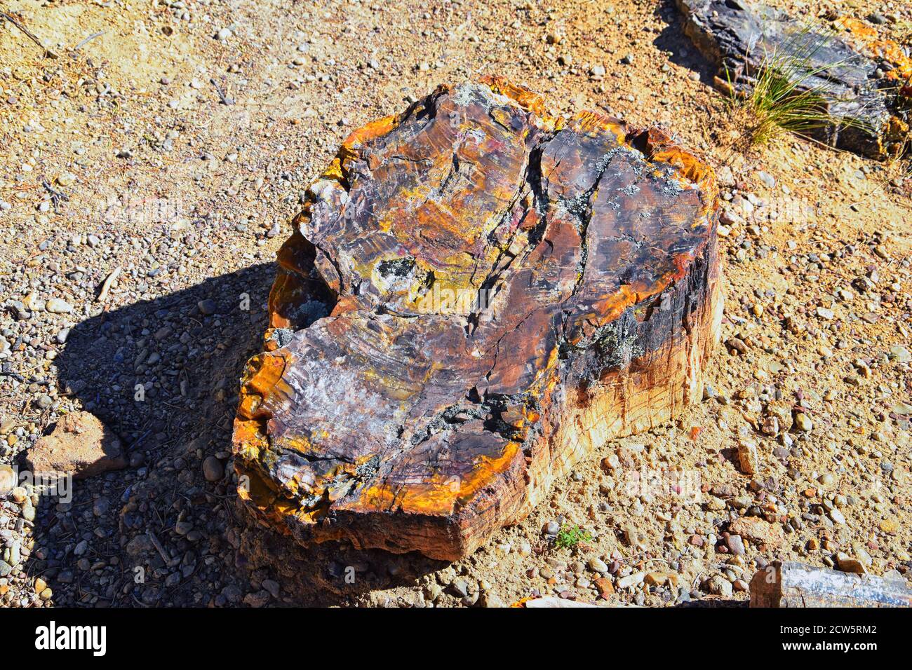 Petrified Wood close up, colorful shades of red, orange, purple, yellow ...