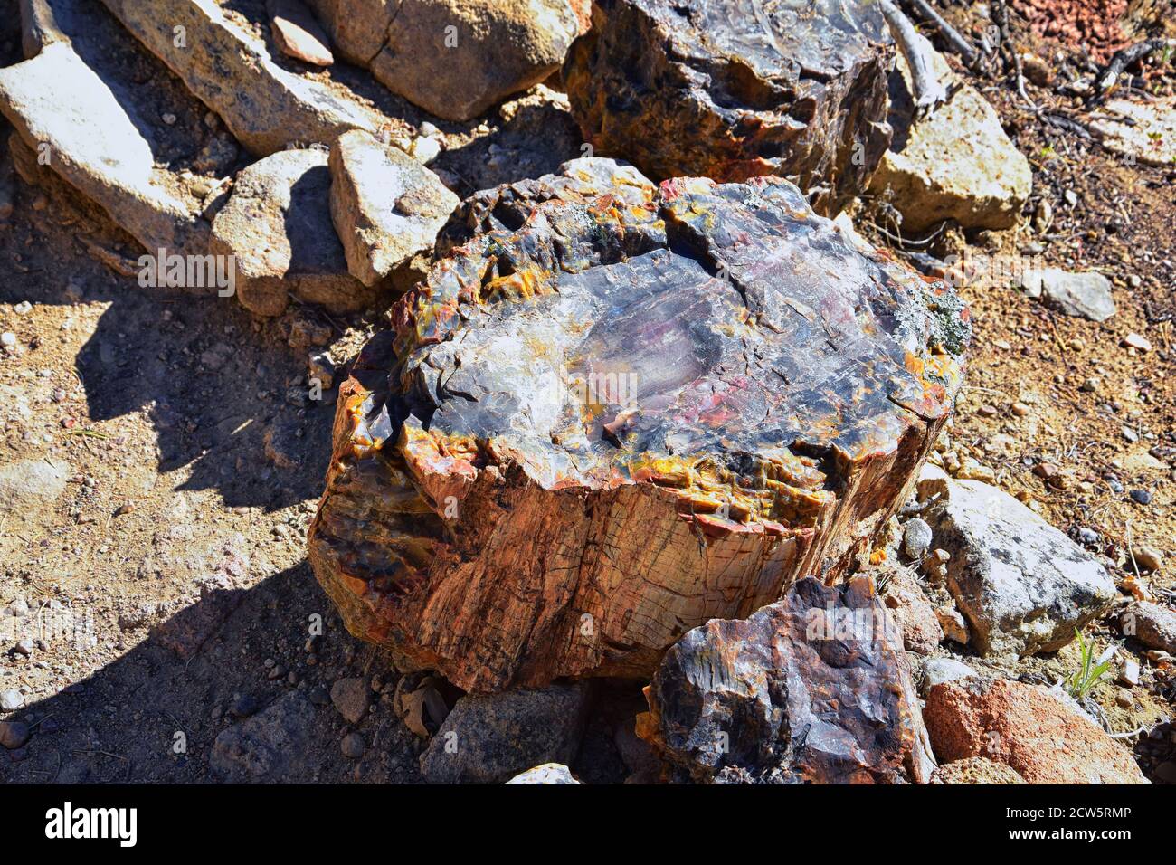 Petrified Wood close up, colorful shades of red, orange, purple, yellow ...
