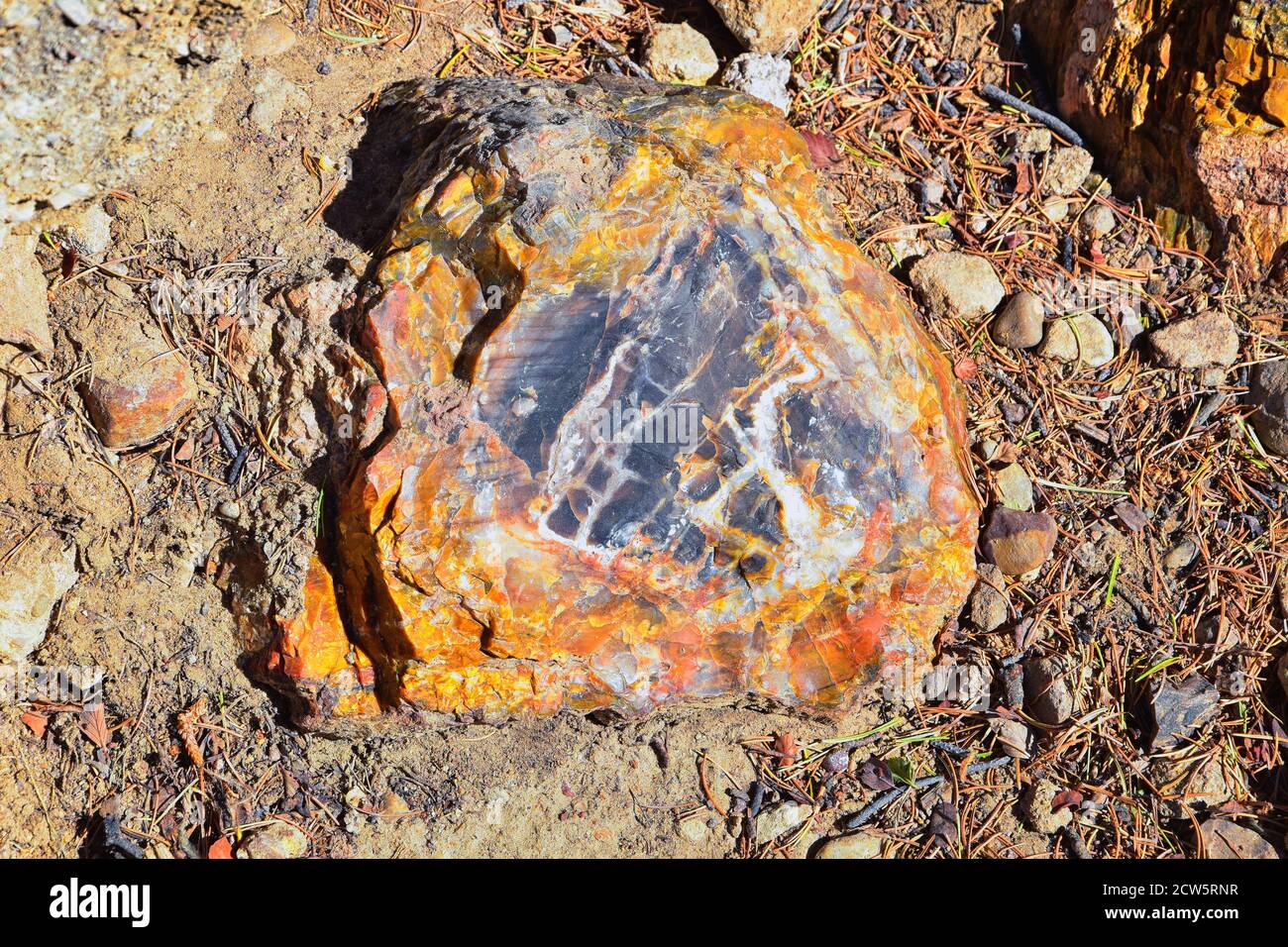 Petrified Wood close up, colorful shades of red, orange, purple, yellow ...