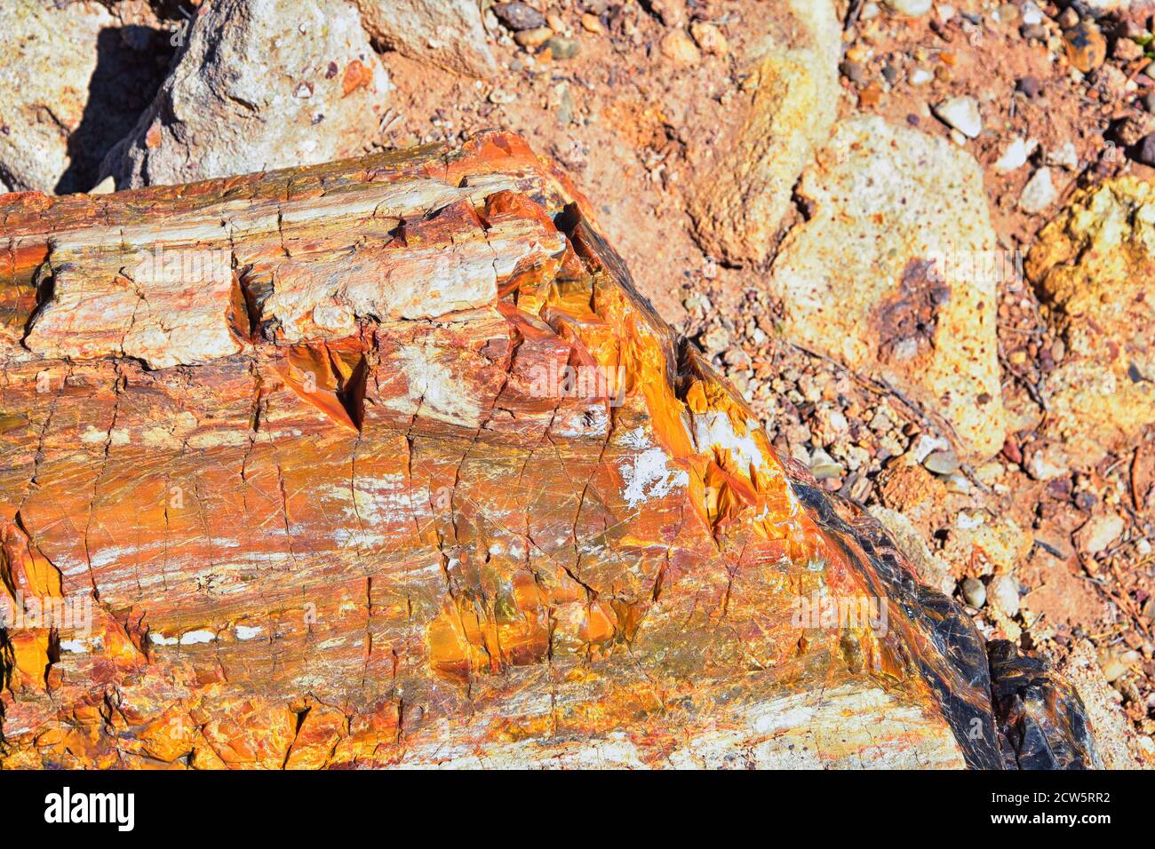 Petrified Wood close up, colorful shades of red, orange, purple, yellow ...
