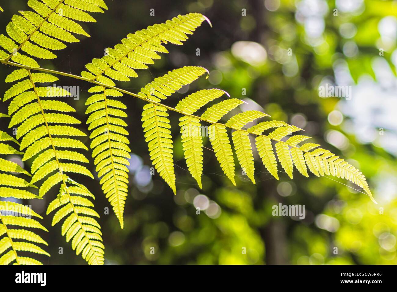 ornamental bright golden fern leaves in the jungle Stock Photo - Alamy