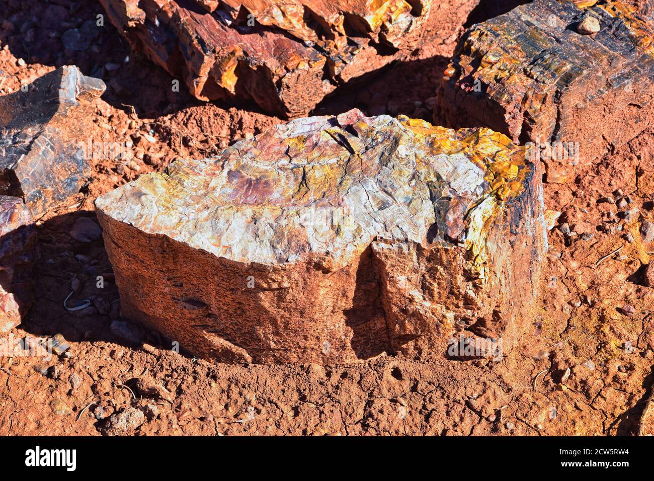 Petrified Wood close up, colorful shades of red, orange, purple, yellow ...