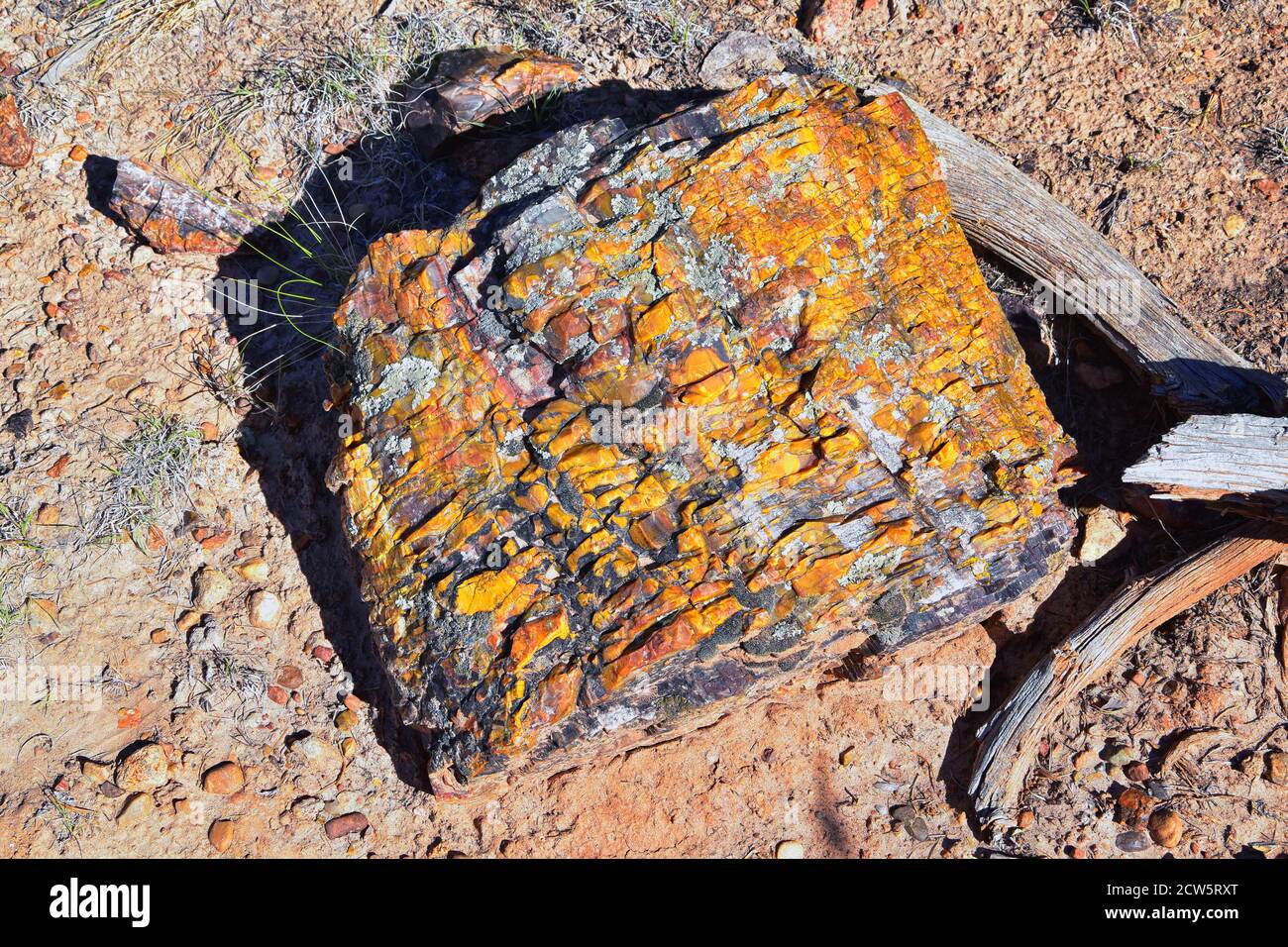 Petrified Wood close up, colorful shades of red, orange, purple, yellow ...