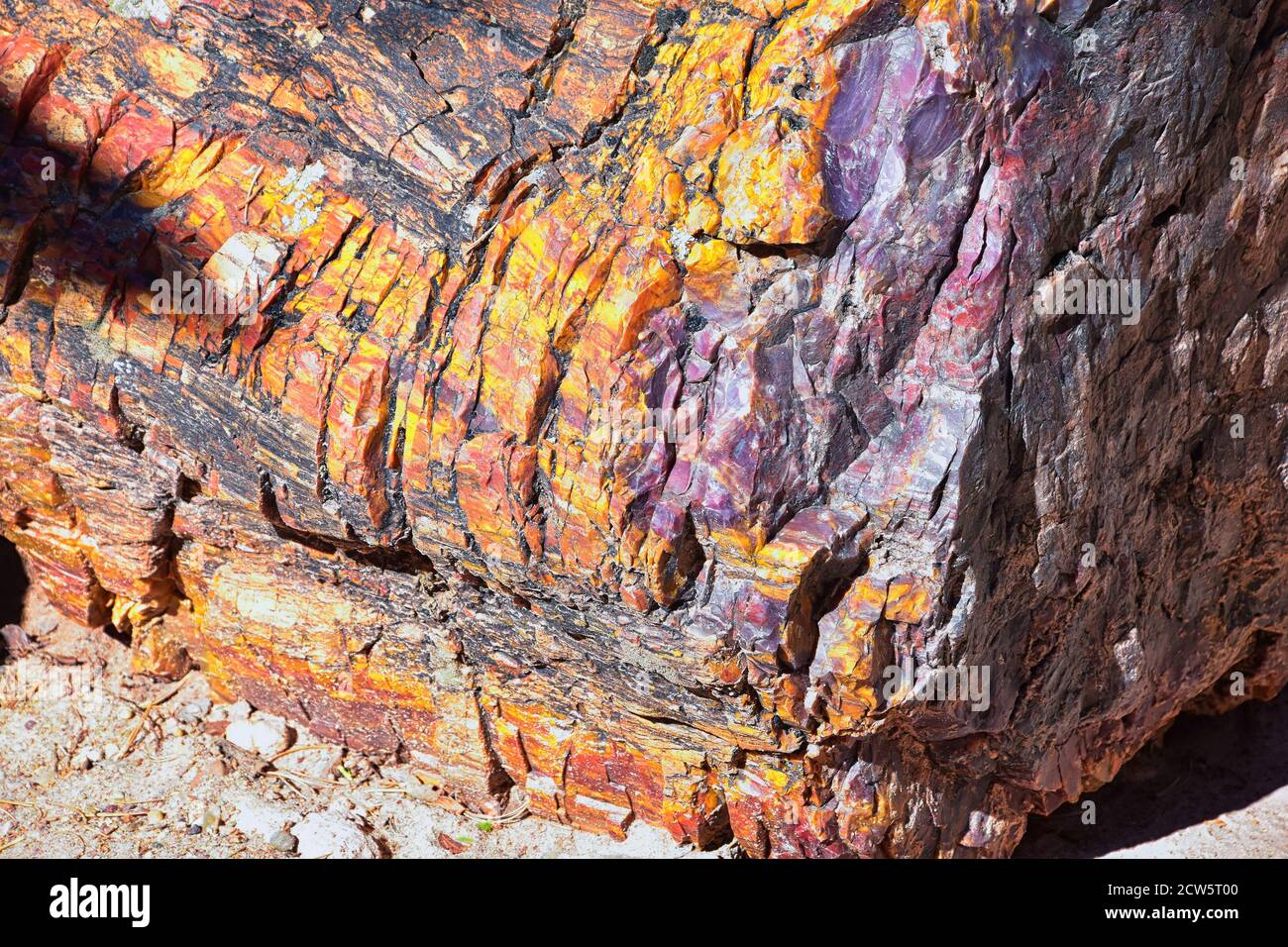Petrified Wood close up, colorful shades of red, orange, purple, yellow ...