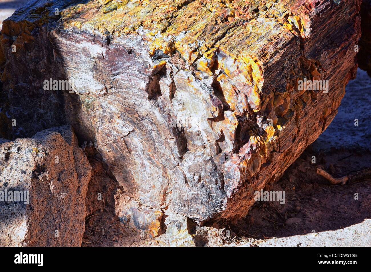 Petrified Wood close up, colorful shades of red, orange, purple, yellow ...