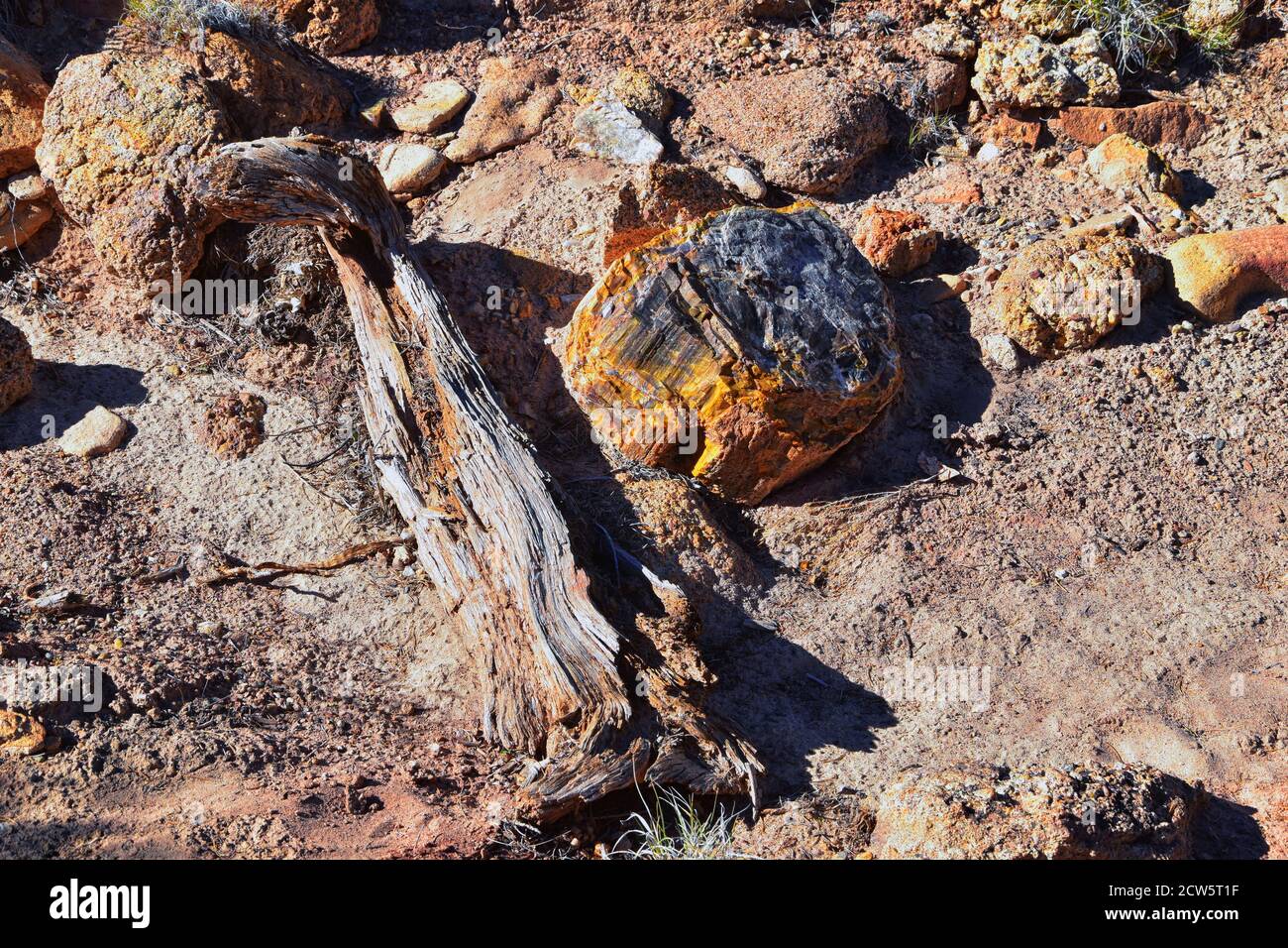 Petrified Wood close up, colorful shades of red, orange, purple, yellow ...