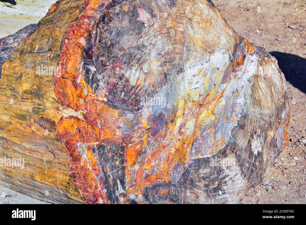Petrified Wood close up, colorful shades of red, orange, purple, yellow ...