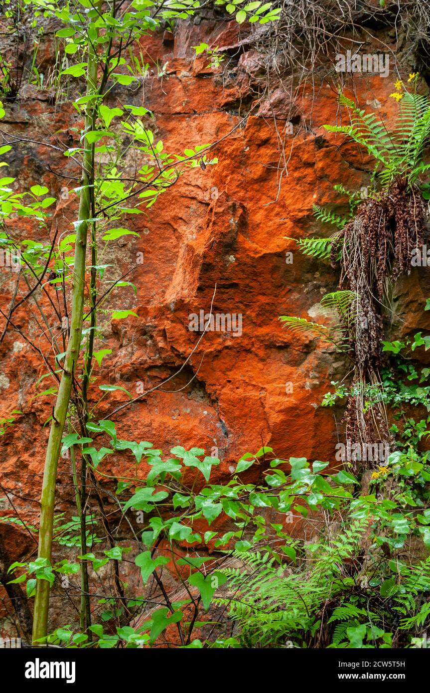 Sapling in front of a red-stained face at a disused and overgrown ...