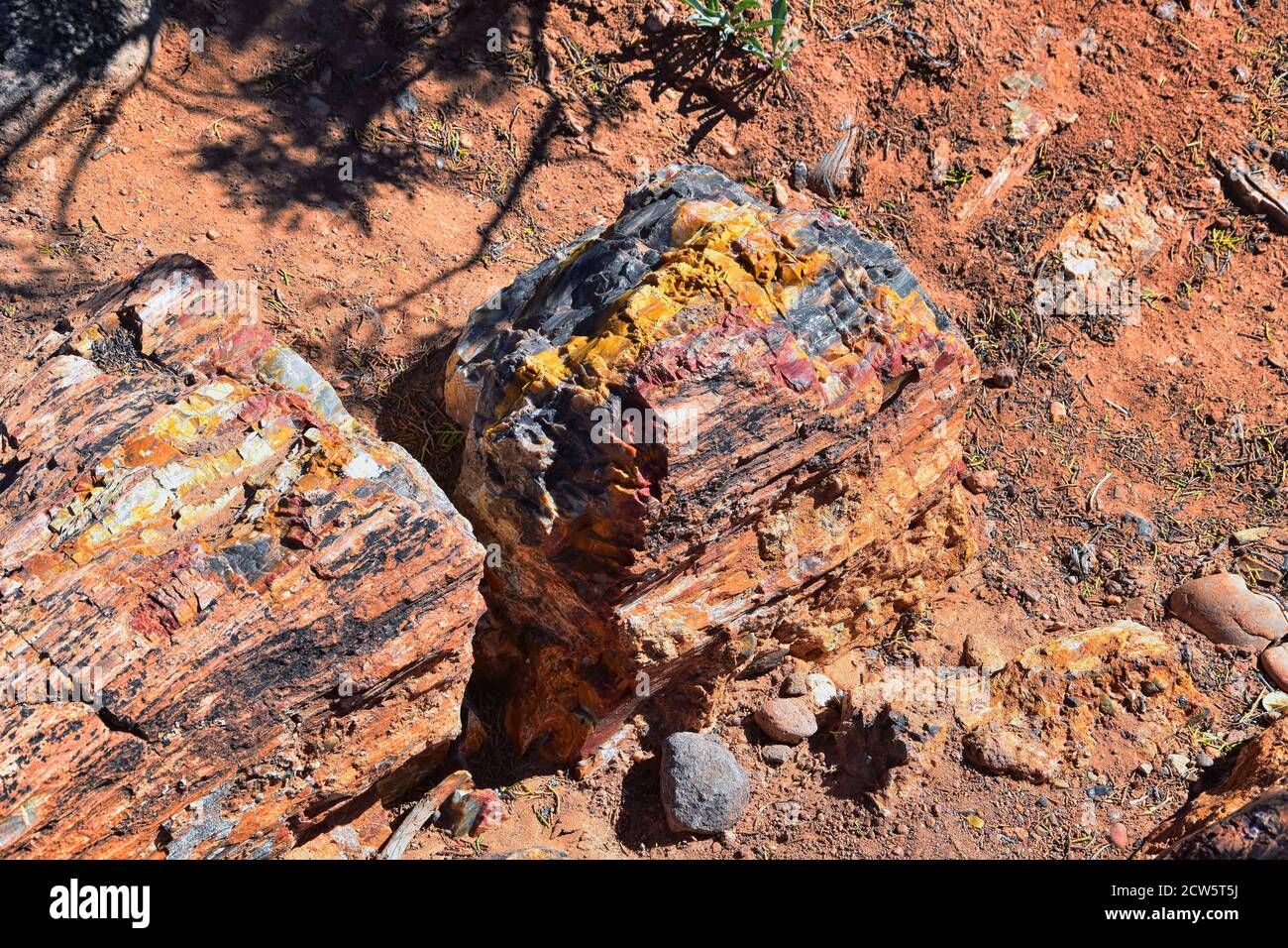 Petrified Wood close up, colorful shades of red, orange, purple, yellow ...