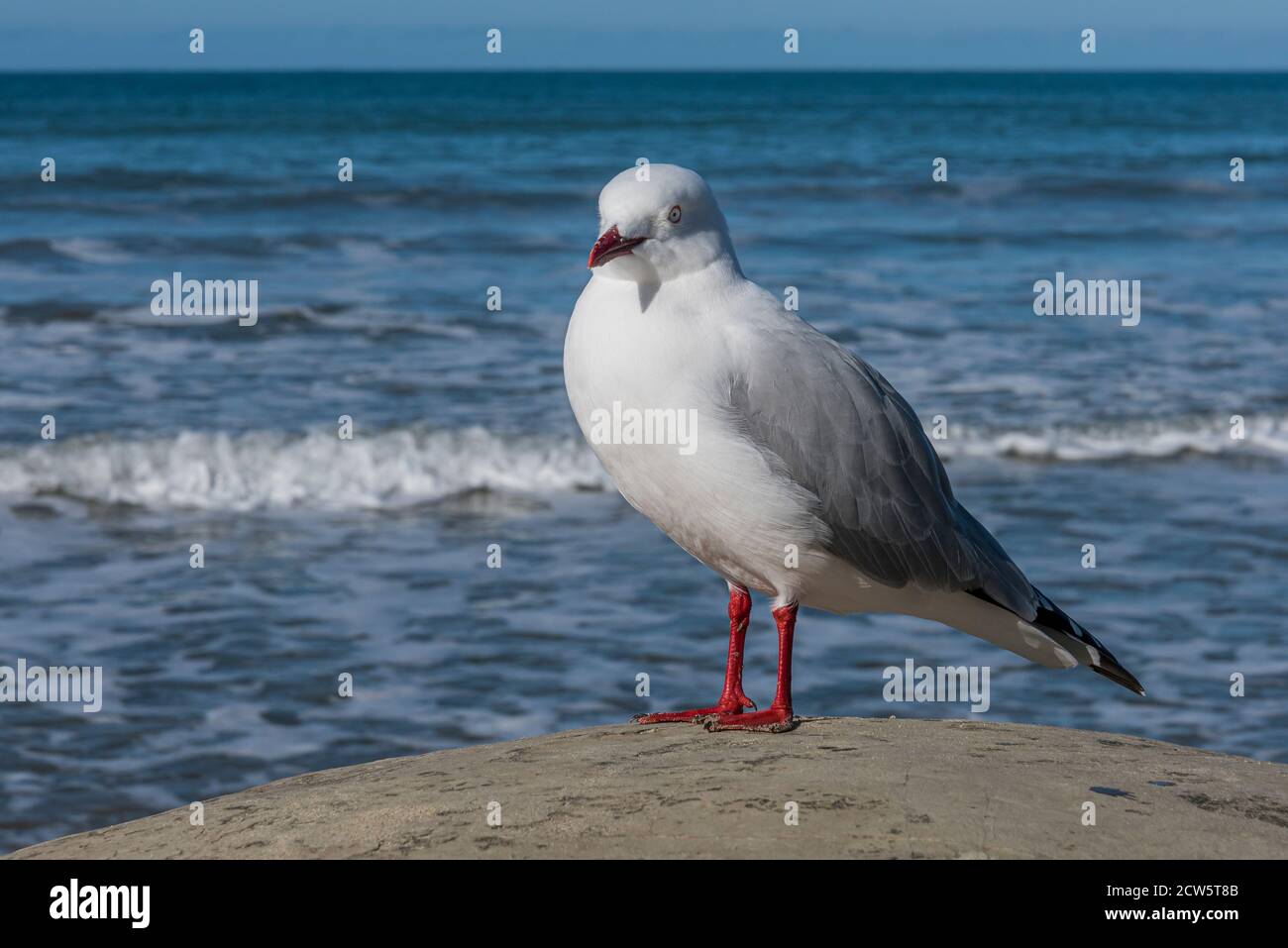 Red billed gull tarapunga hi-res stock photography and images - Alamy