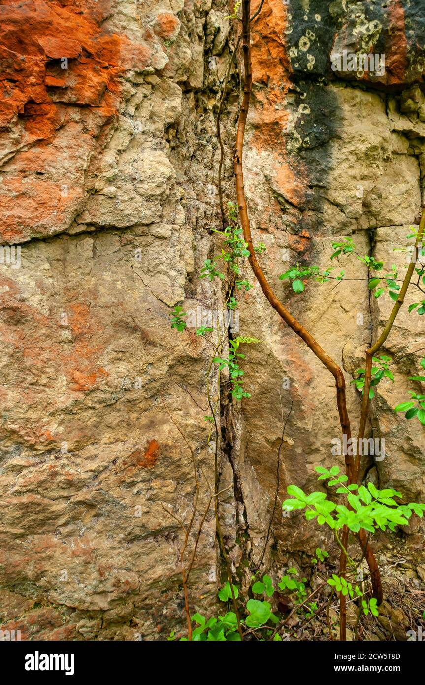 Sapling in front of a face at a disused and overgrown Magnesian ...