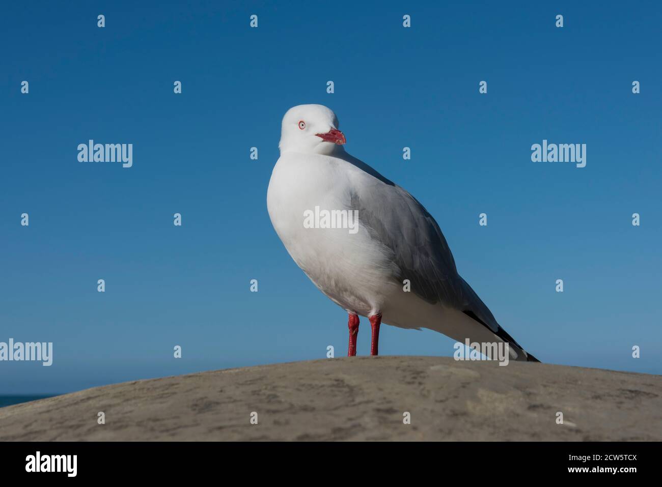 Red billed gull tarapunga hi-res stock photography and images - Alamy