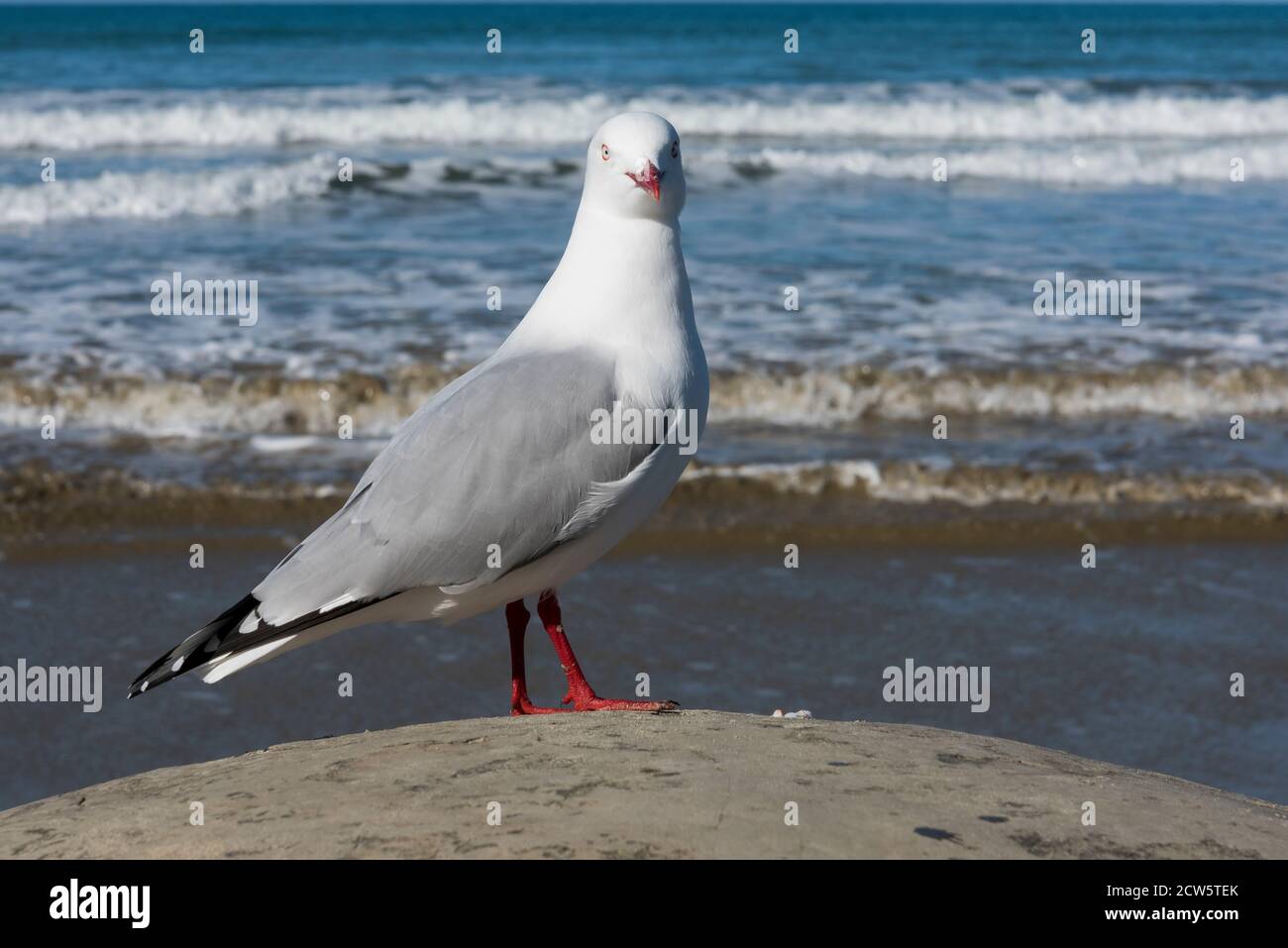 Red billed gull tarapunga hi-res stock photography and images - Alamy