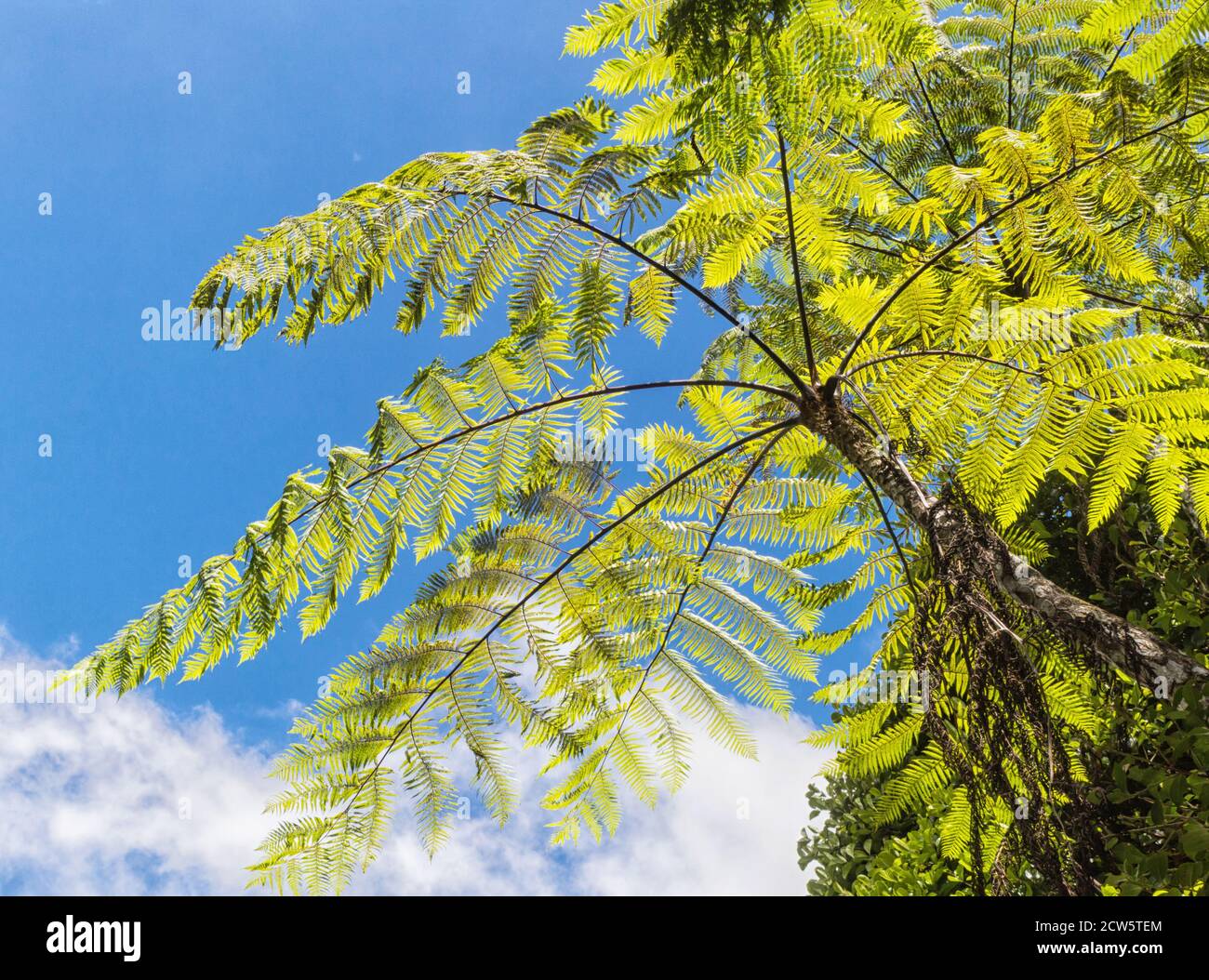 Giant Fern Tree High Resolution Stock Photography and Images - Alamy