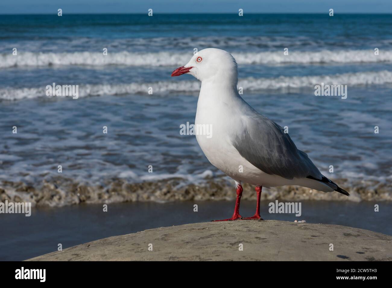Red billed gull tarapunga hi-res stock photography and images - Alamy