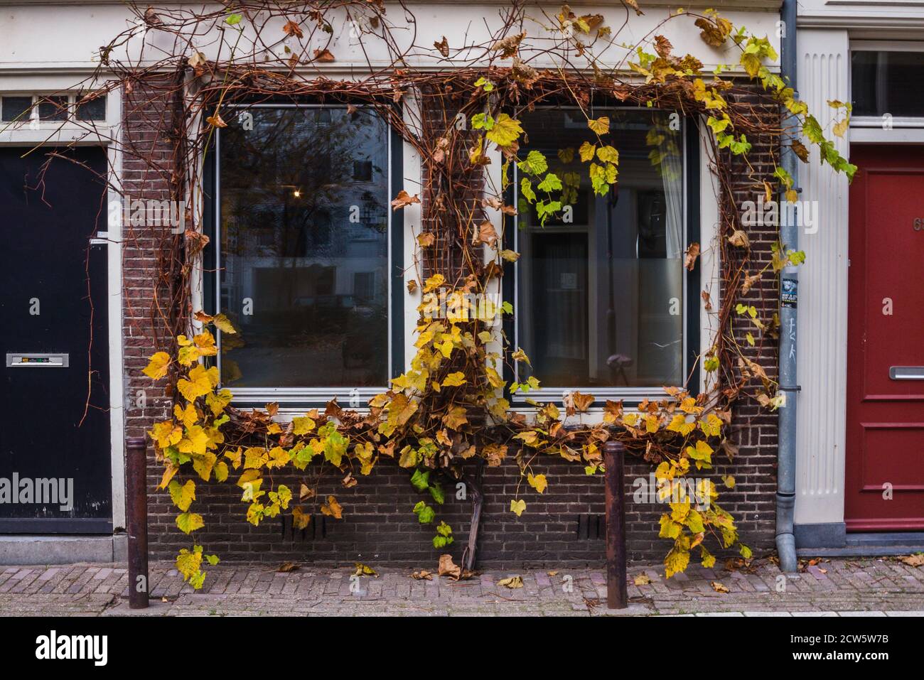 The facade of a building in Amsterdam covered in Fall leaves Stock ...