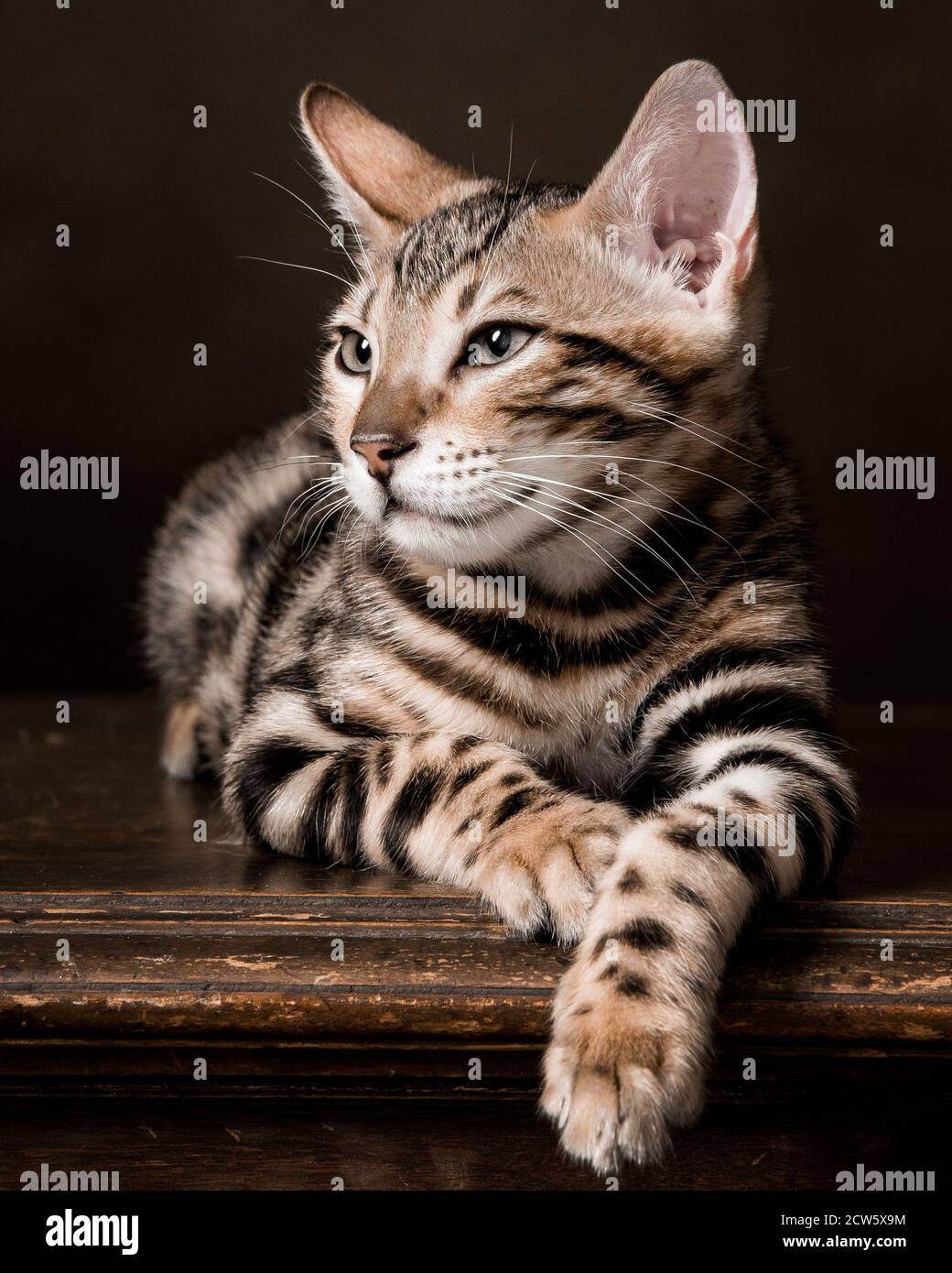 Kitten alone tabby hi-res stock photography and images - Alamy