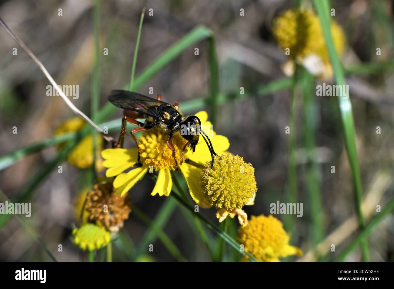 Calliopsis tickseed hi-res stock photography and images - Alamy