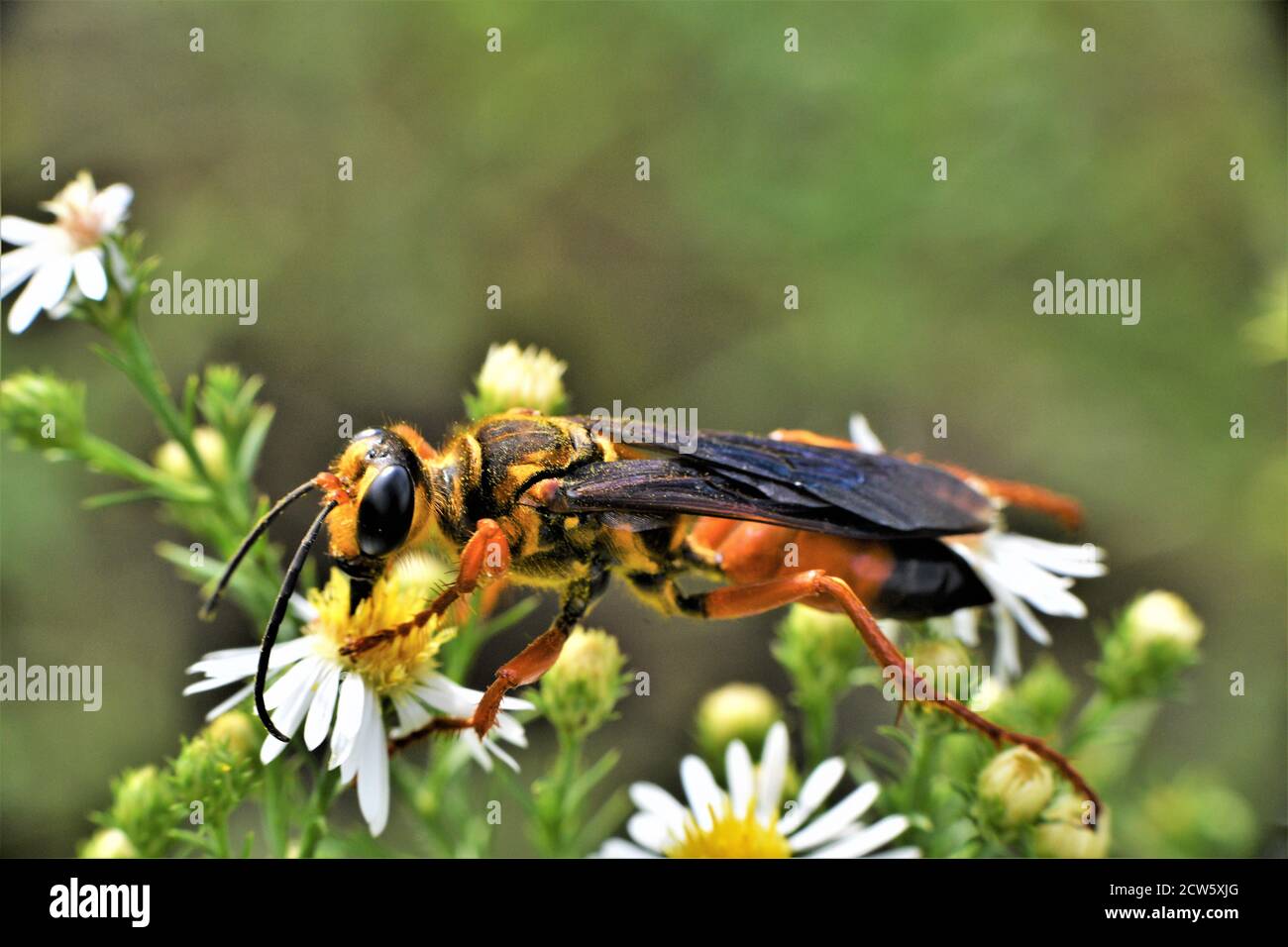 Ground wasp hi-res stock photography and images - Alamy