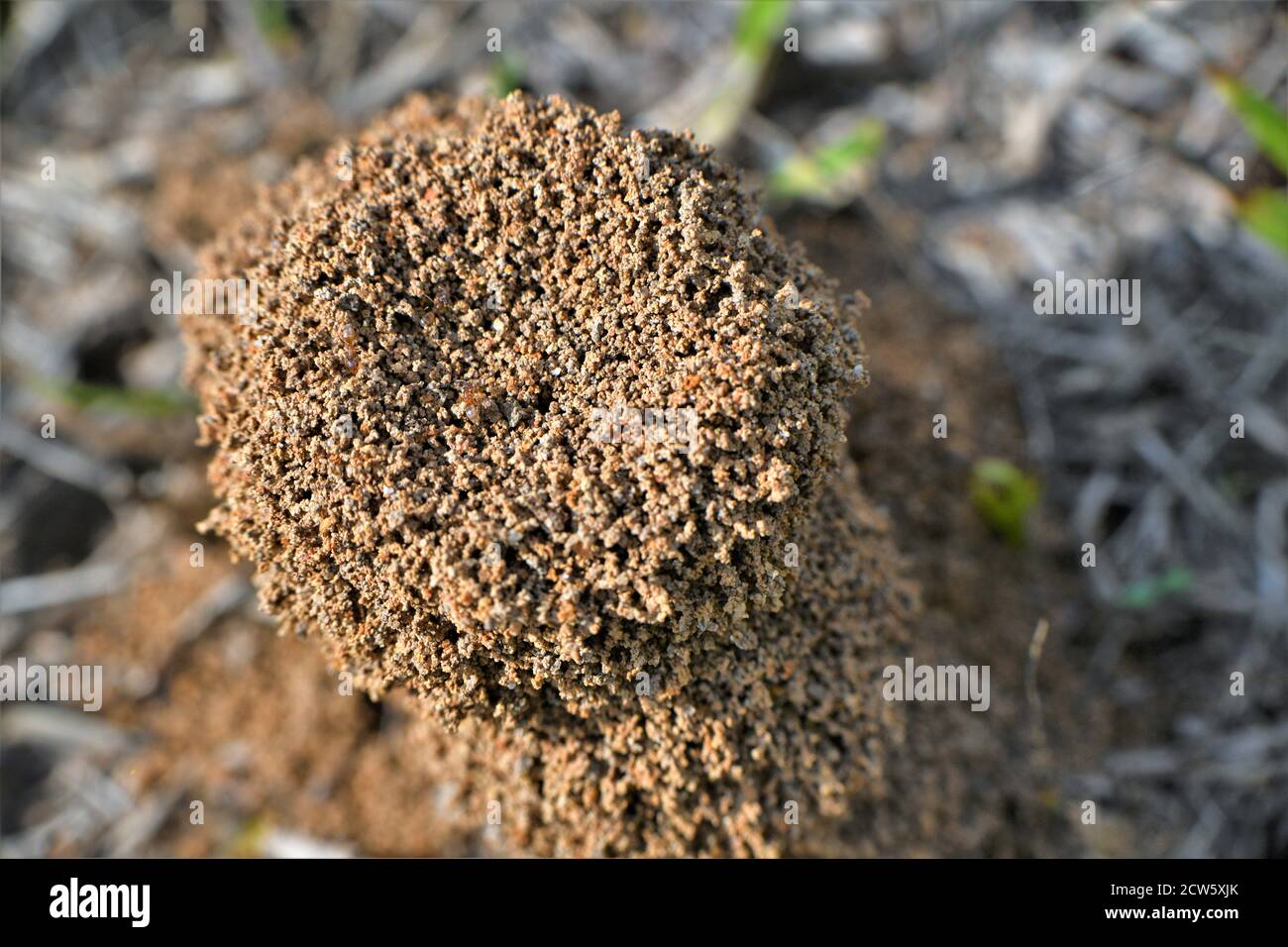 A cylinder shaped fire ant mound Stock Photo - Alamy